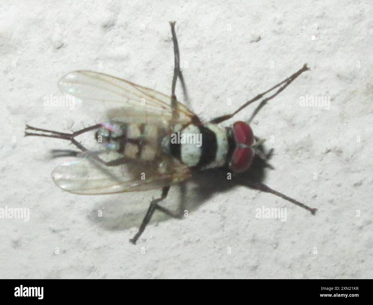 Muscoid Flies (Muscoidea) Insecta Stock Photo - Alamy