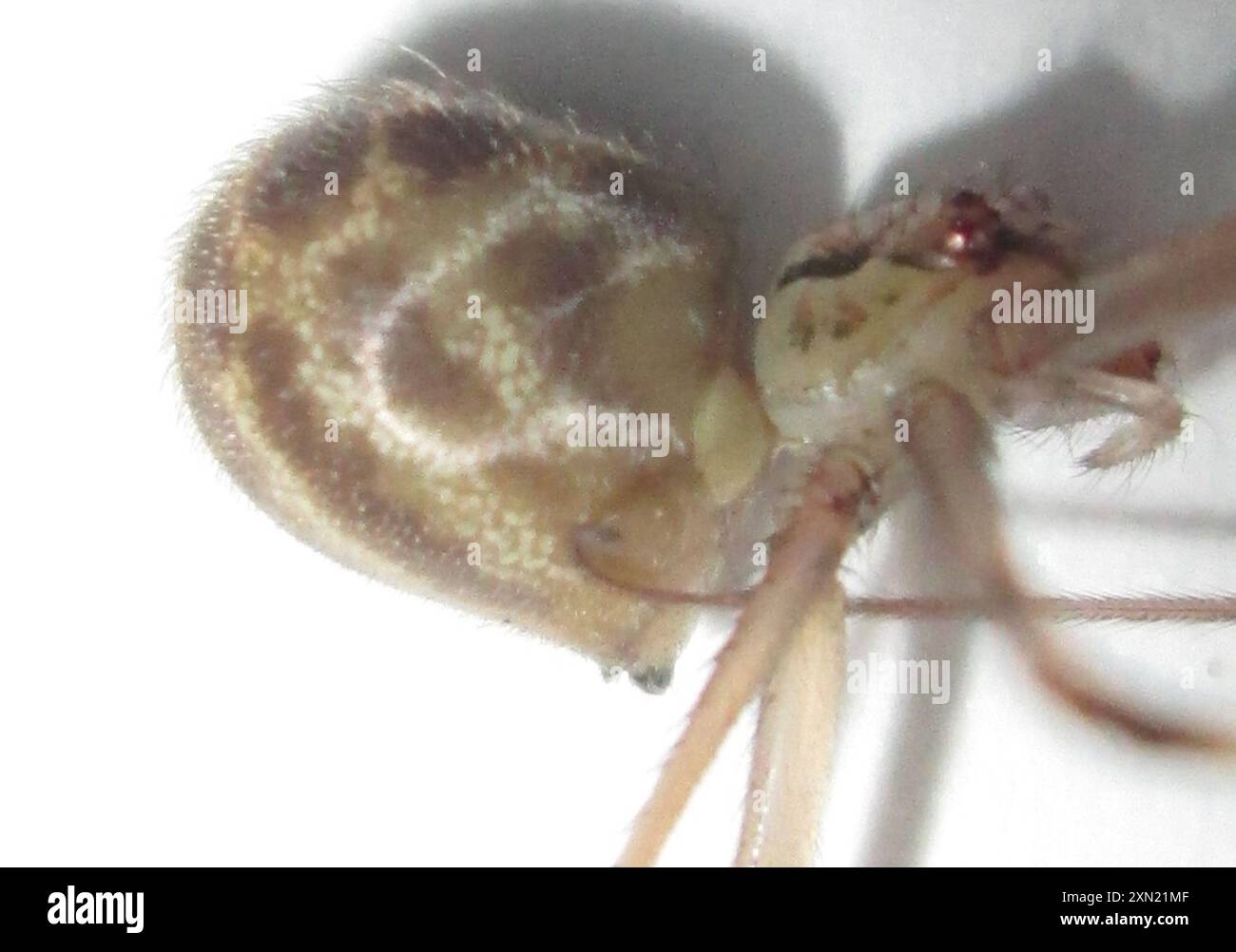 Giant Daddy-long-legs Spider (Artema atlanta) Arachnida Stock Photo - Alamy