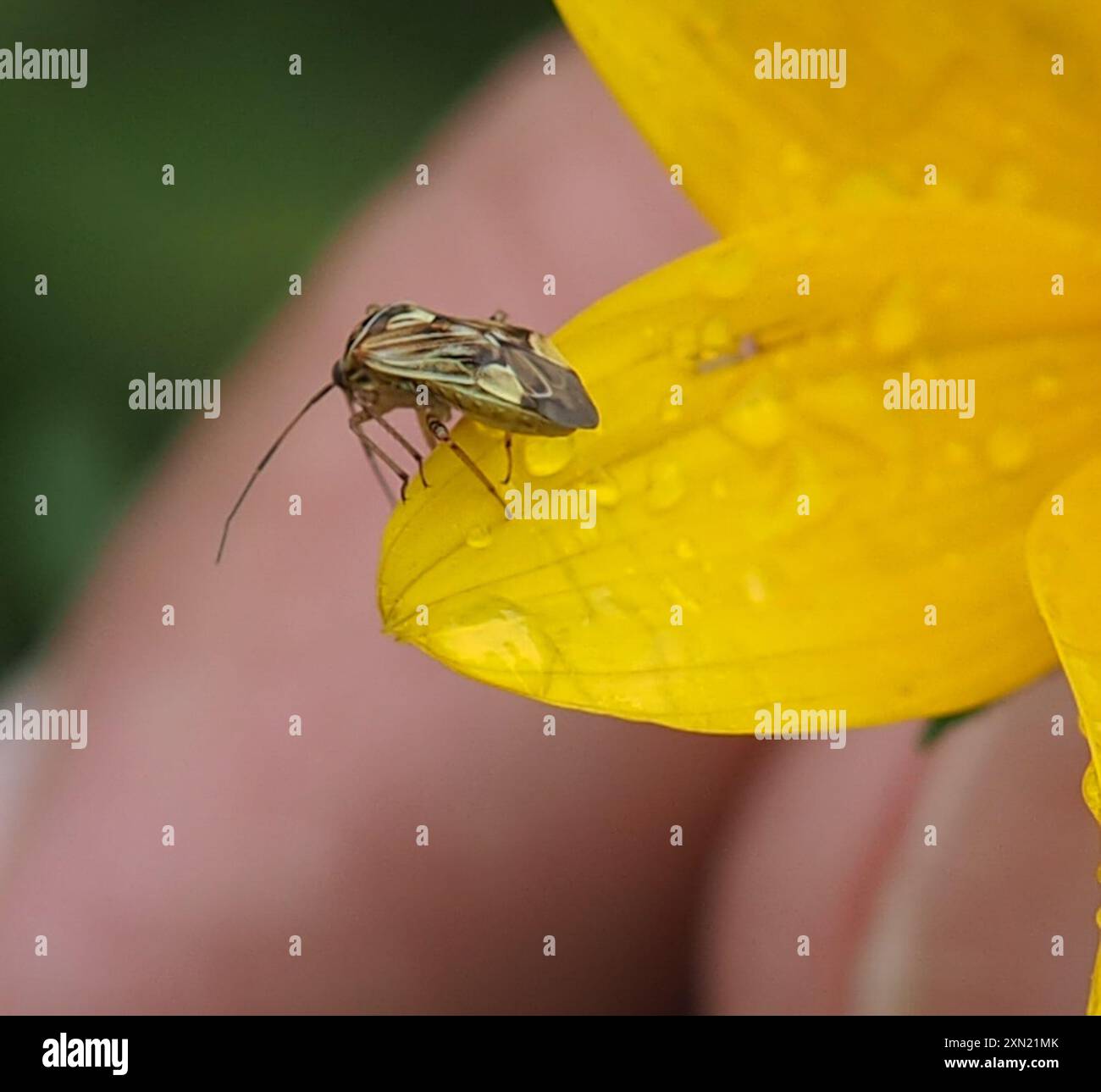 North American Tarnished Plant Bug (Lygus lineolaris) Insecta Stock ...