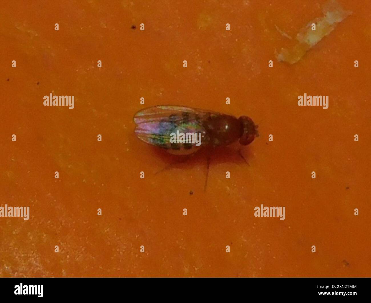 Vinegar and Fruit Flies (Drosophilidae) Insecta Stock Photo - Alamy