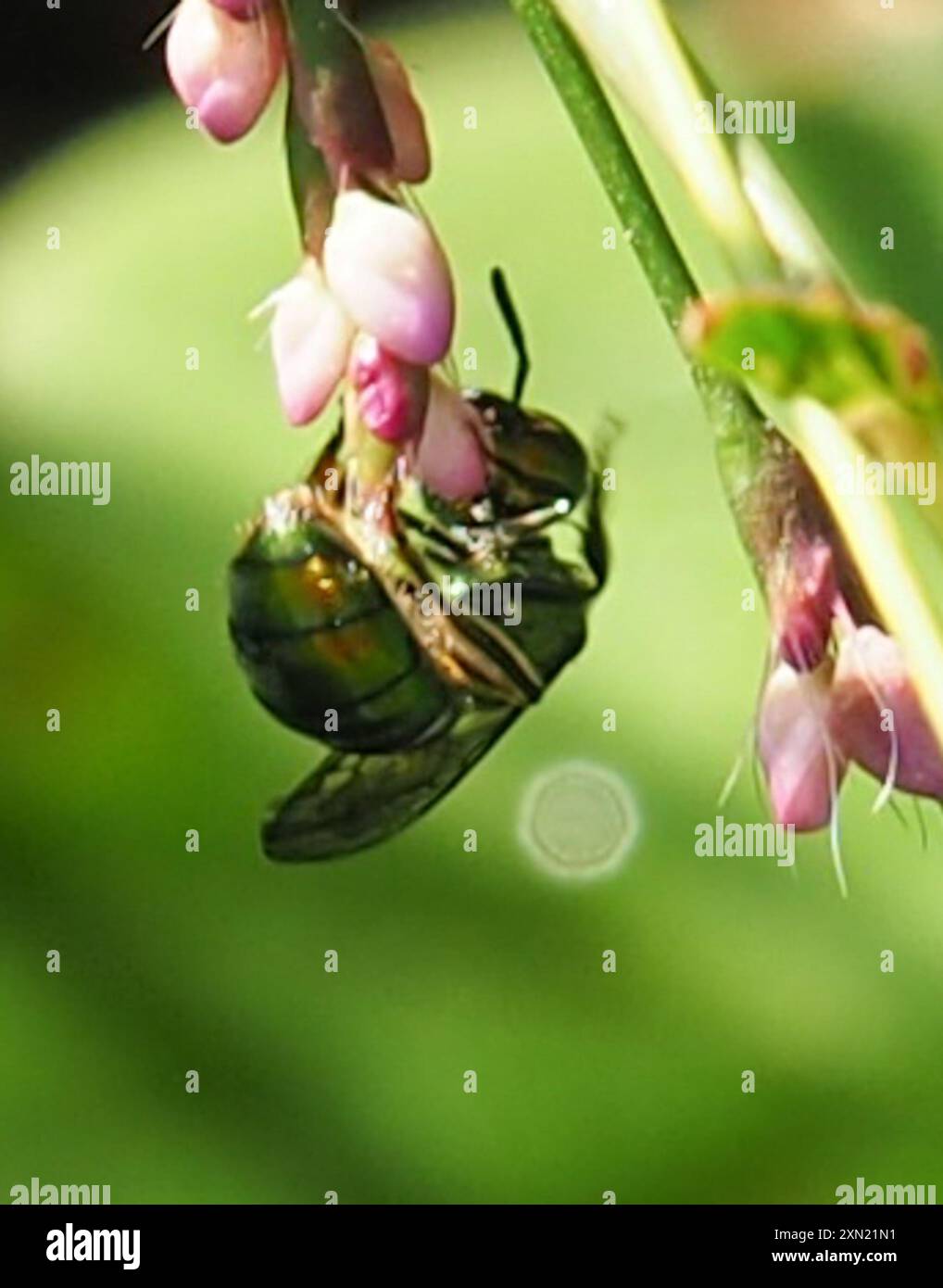 Augochlora pure hi-res stock photography and images - Alamy