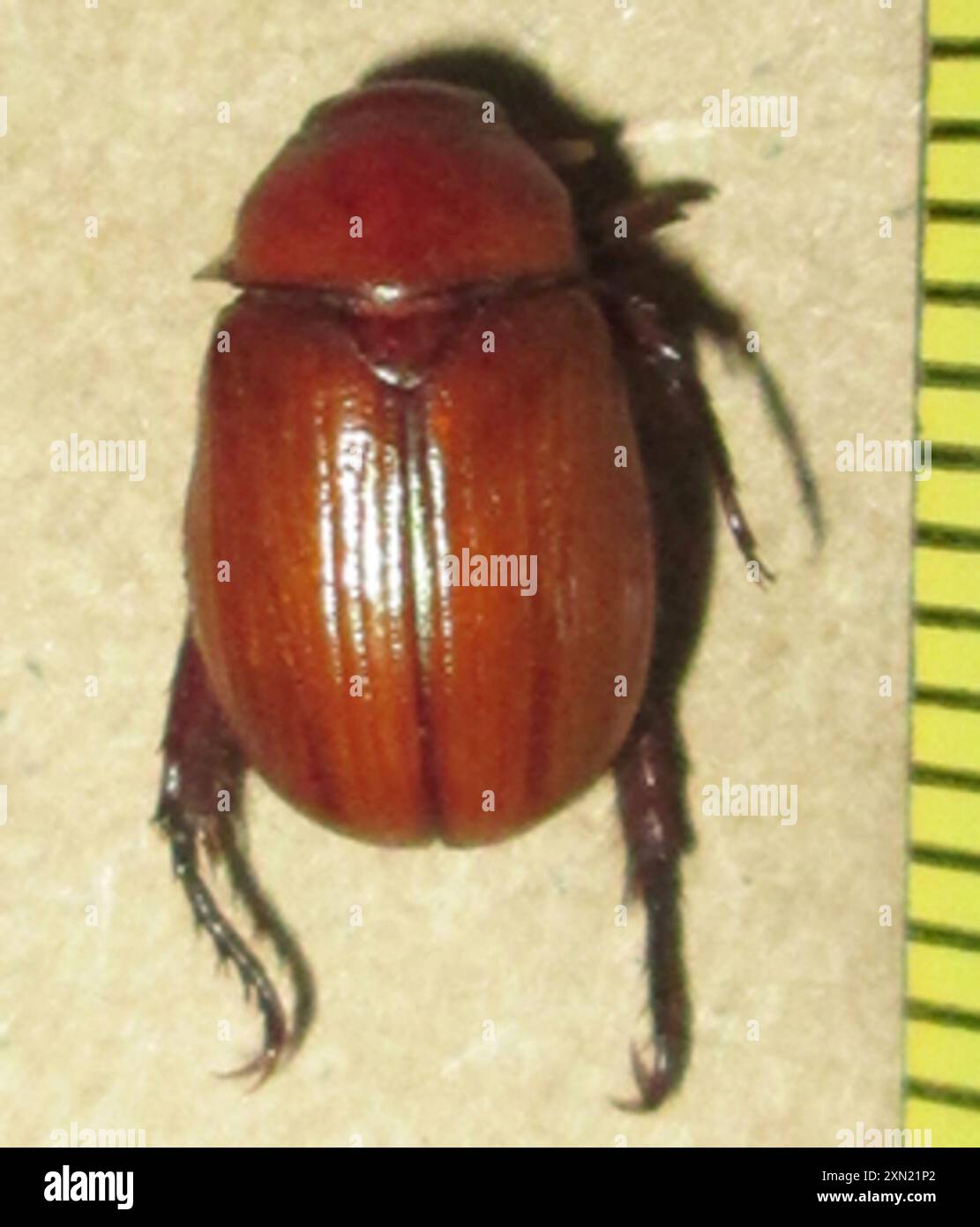 Shining Leaf Chafers (Rutelinae) Insecta Stock Photo - Alamy