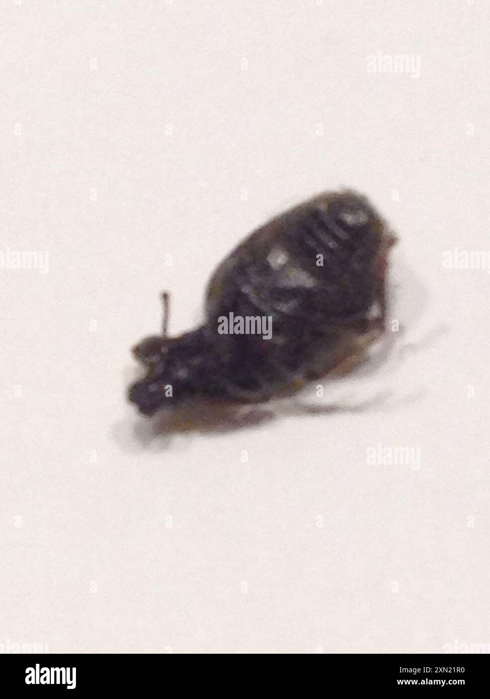 Rough strawberry root weevil (Otiorhynchus rugosostriatus) Insecta ...
