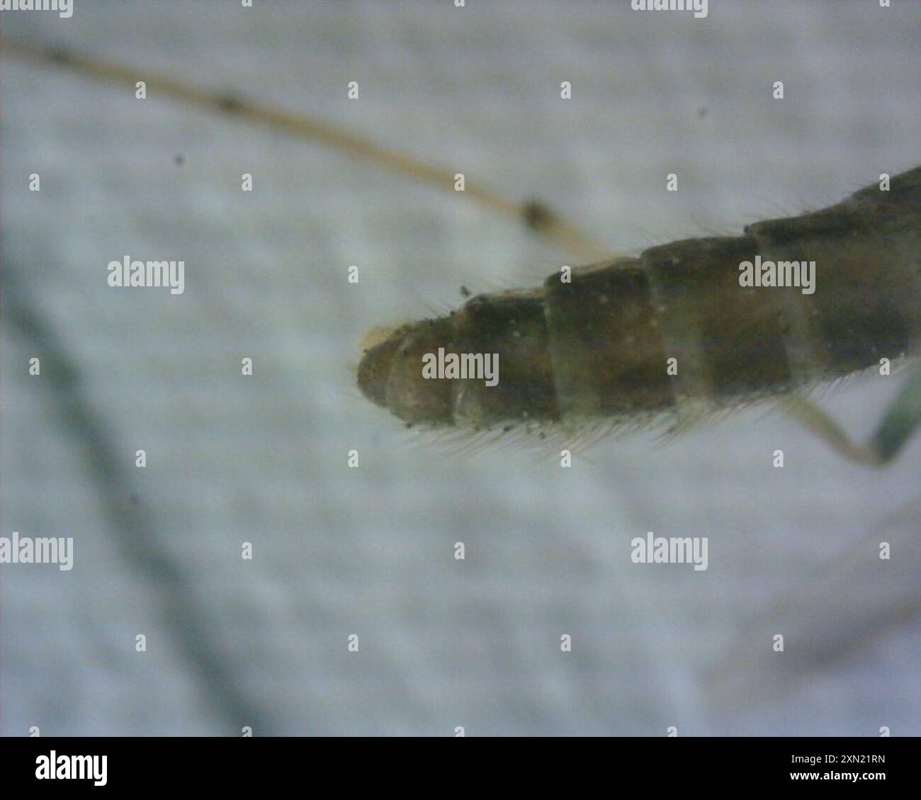 Non-biting Midges (Chironomidae) Insecta Stock Photo - Alamy