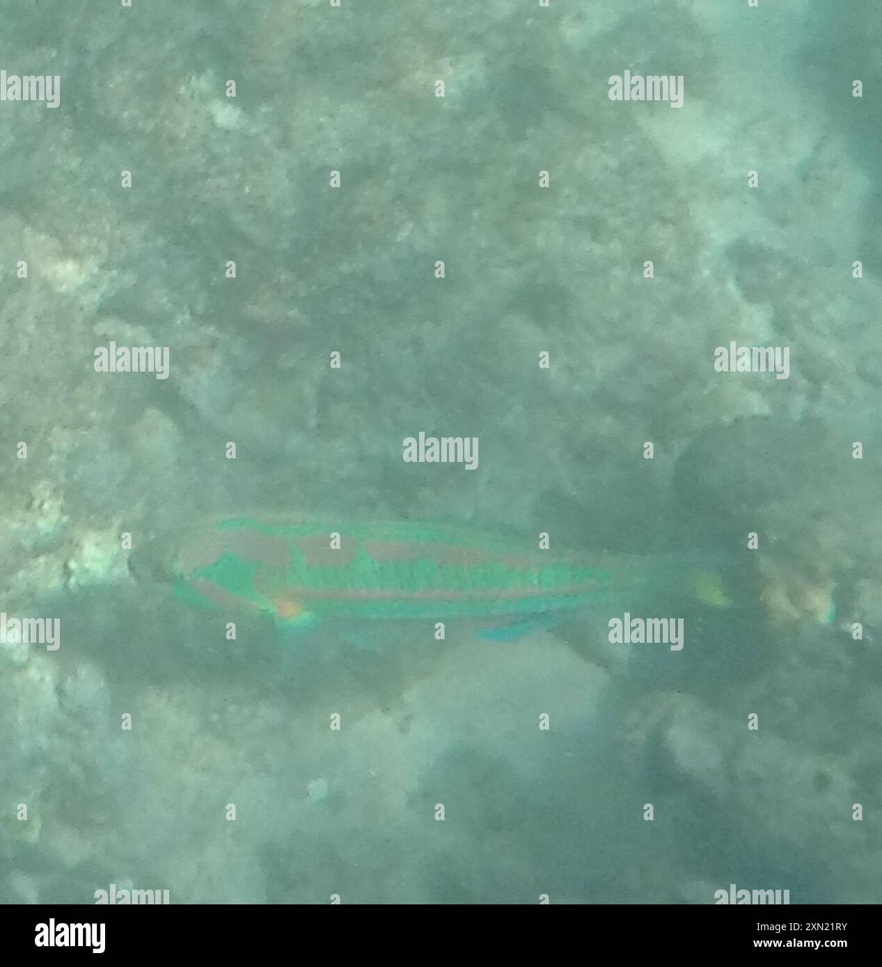 Christmas Wrasse (Thalassoma trilobatum) Actinopterygii Stock Photo - Alamy