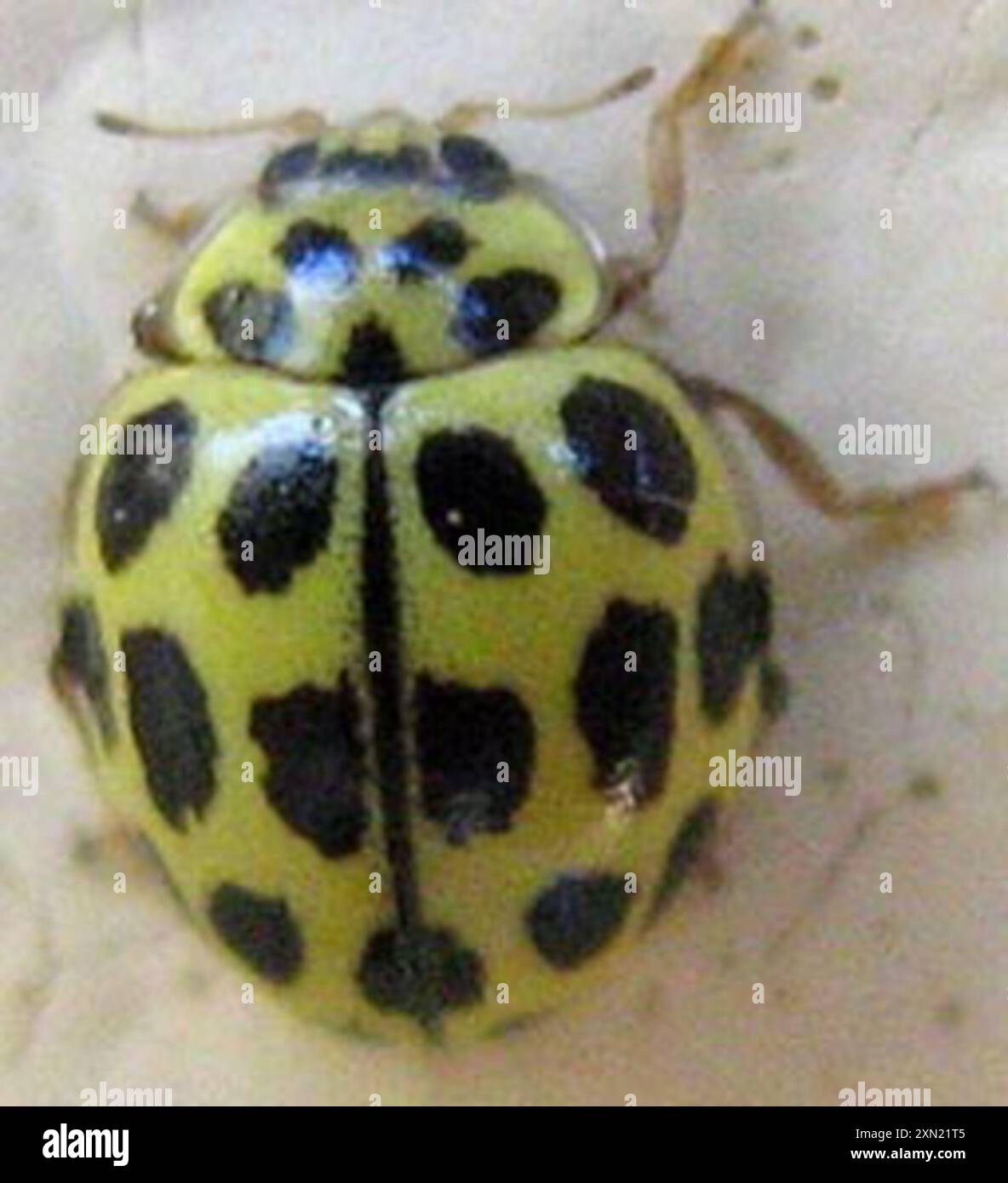 Fungus-eating Lady Beetles (Psyllobora) Insecta Stock Photo - Alamy