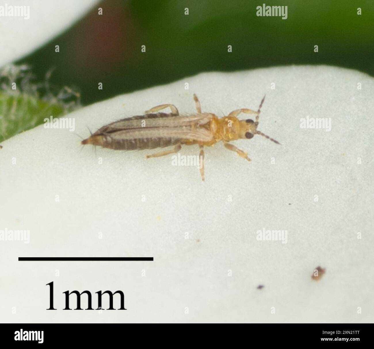 Western Flower Thrips (Frankliniella occidentalis) Insecta Stock Photo ...