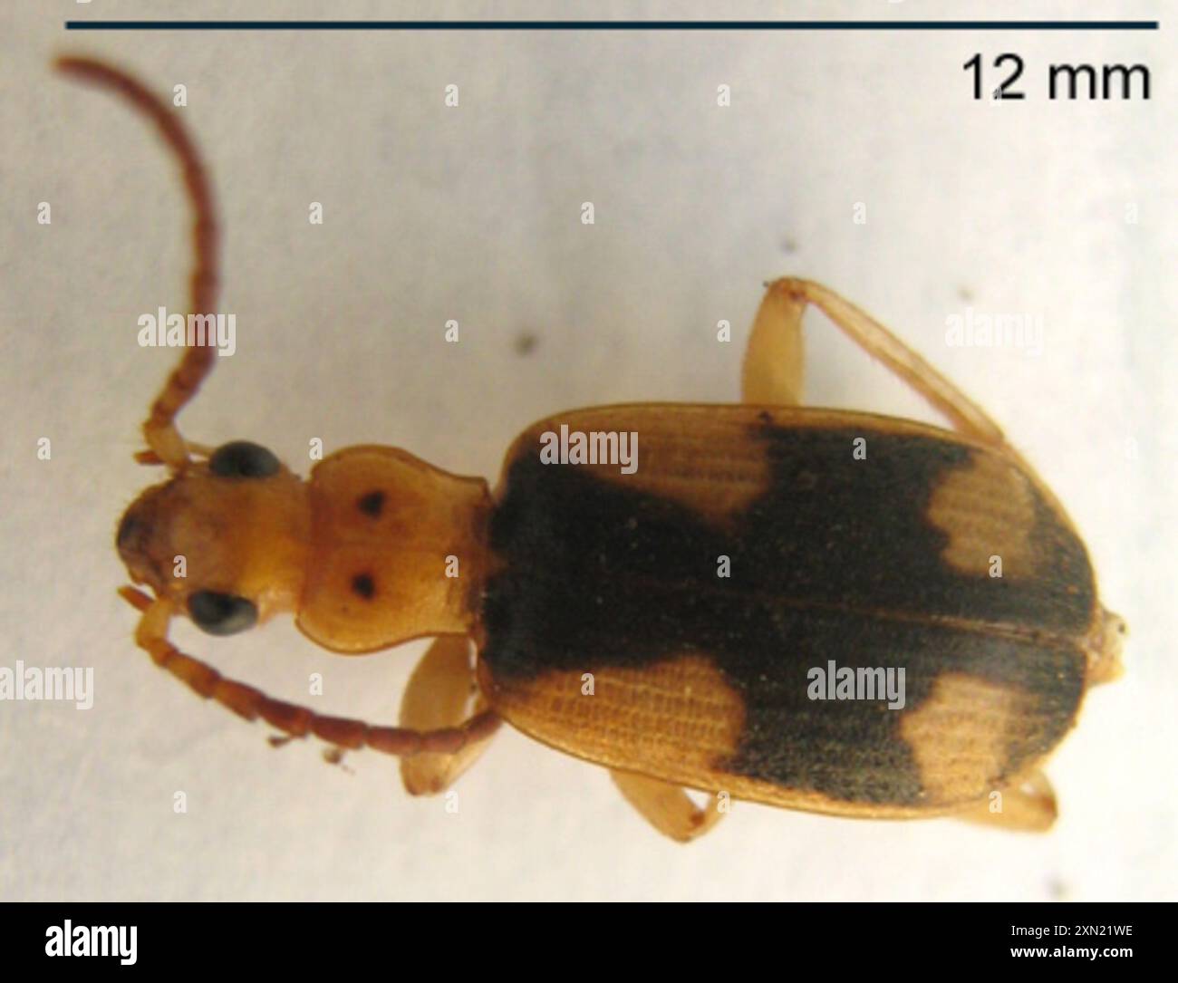 Ground Beetles (Carabidae) Insecta Stock Photo - Alamy