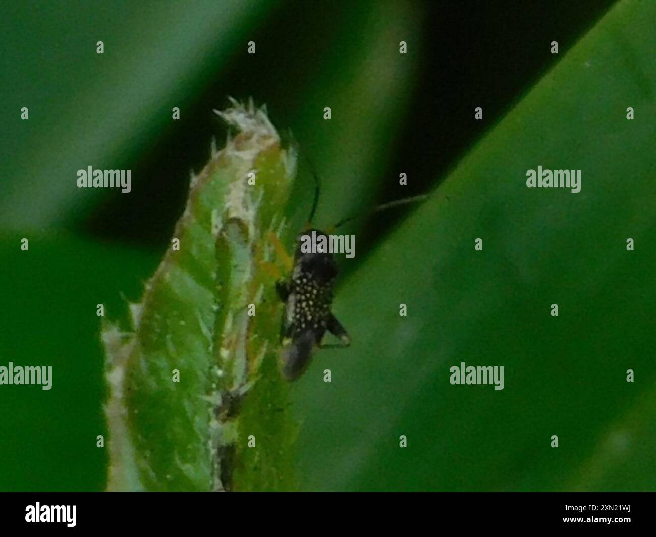 Garden Fleahopper (Microtechnites bractatus) Insecta Stock Photo - Alamy