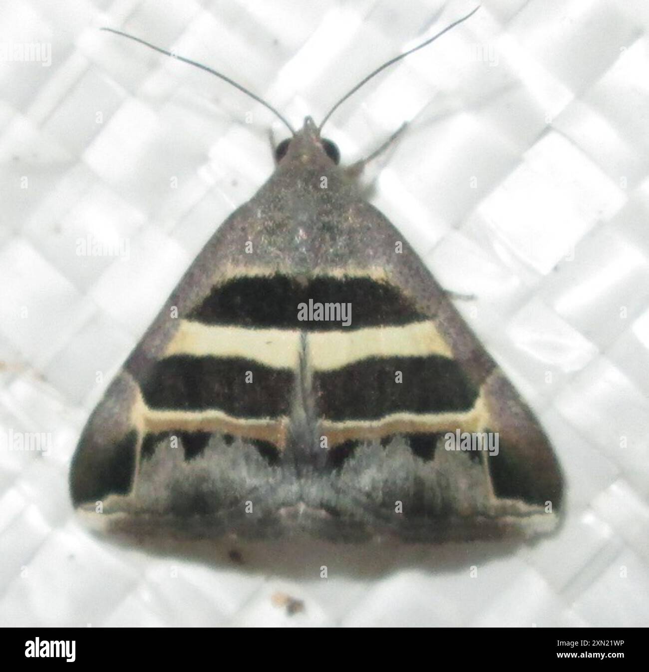 Exclusive Lines (Grammodes exclusiva) Insecta Stock Photo - Alamy