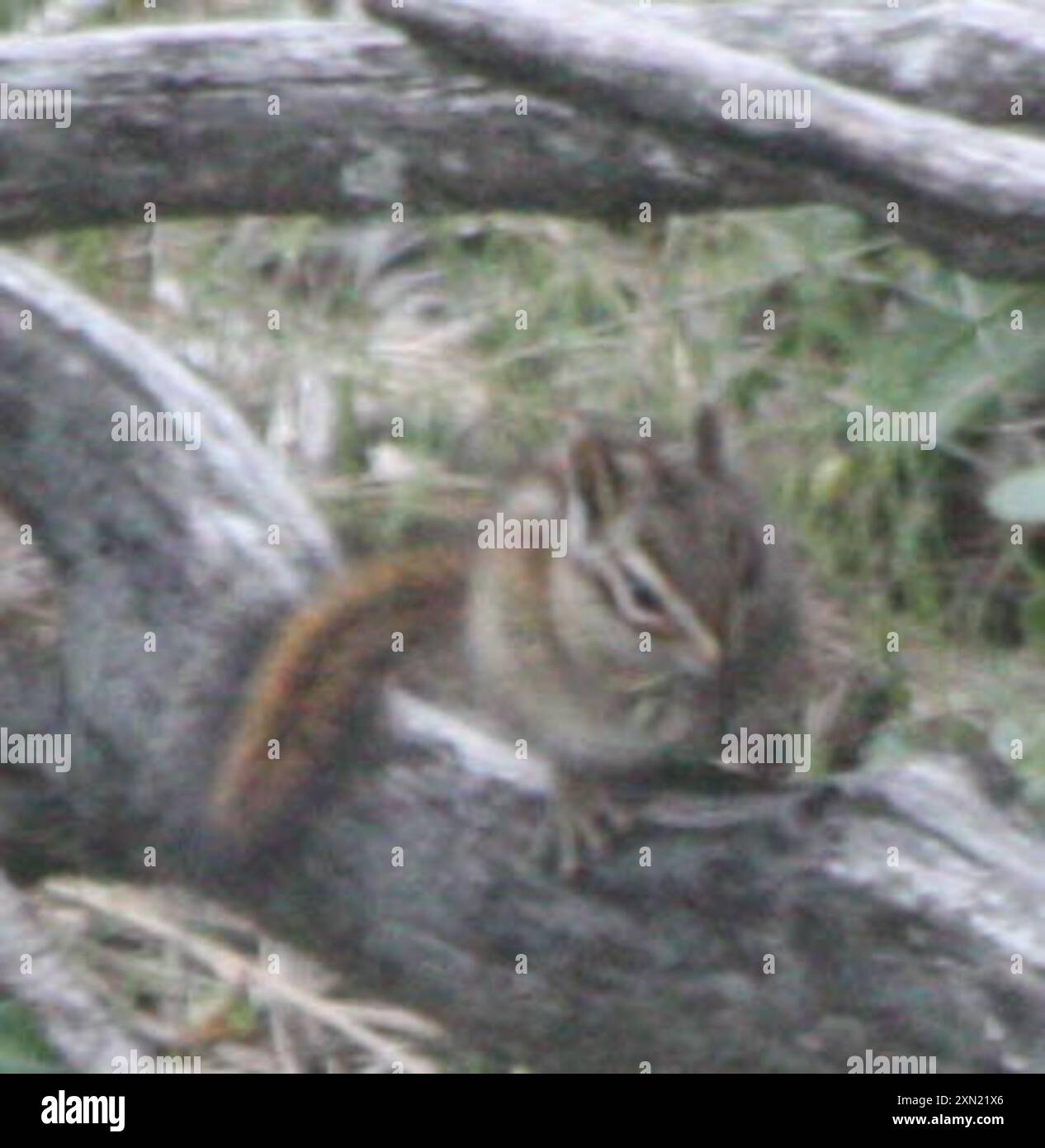Sonoma Chipmunk (Neotamias sonomae) Mammalia Stock Photo - Alamy