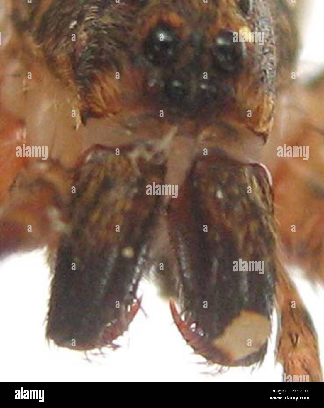 Spiders (Araneae) Arachnida Stock Photo - Alamy
