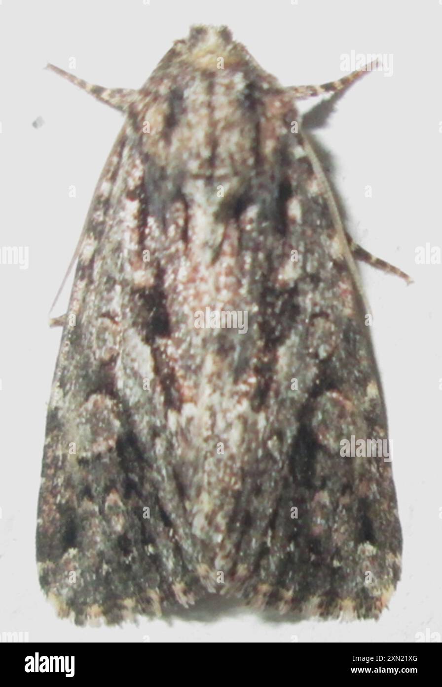 Dagger Moths (Acronicta) Insecta Stock Photo - Alamy