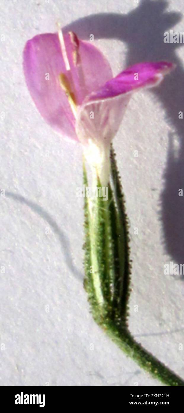 Panicled Foldwing (Dicliptera paniculata) Plantae Stock Photo - Alamy