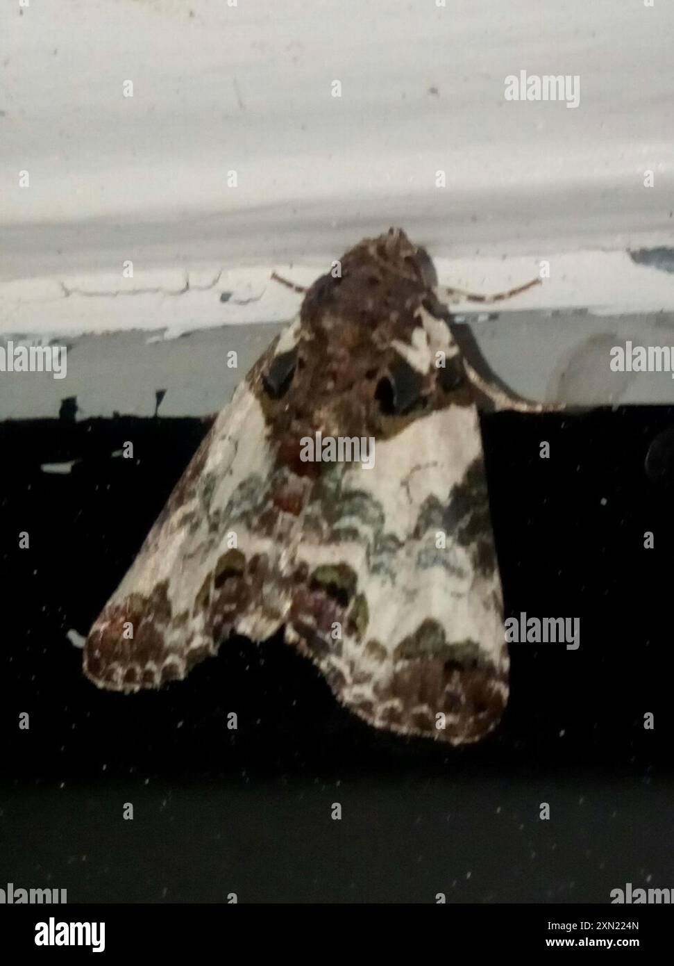 Tufted Bird-dropping Moth (Cerma cerintha) Insecta Stock Photo - Alamy