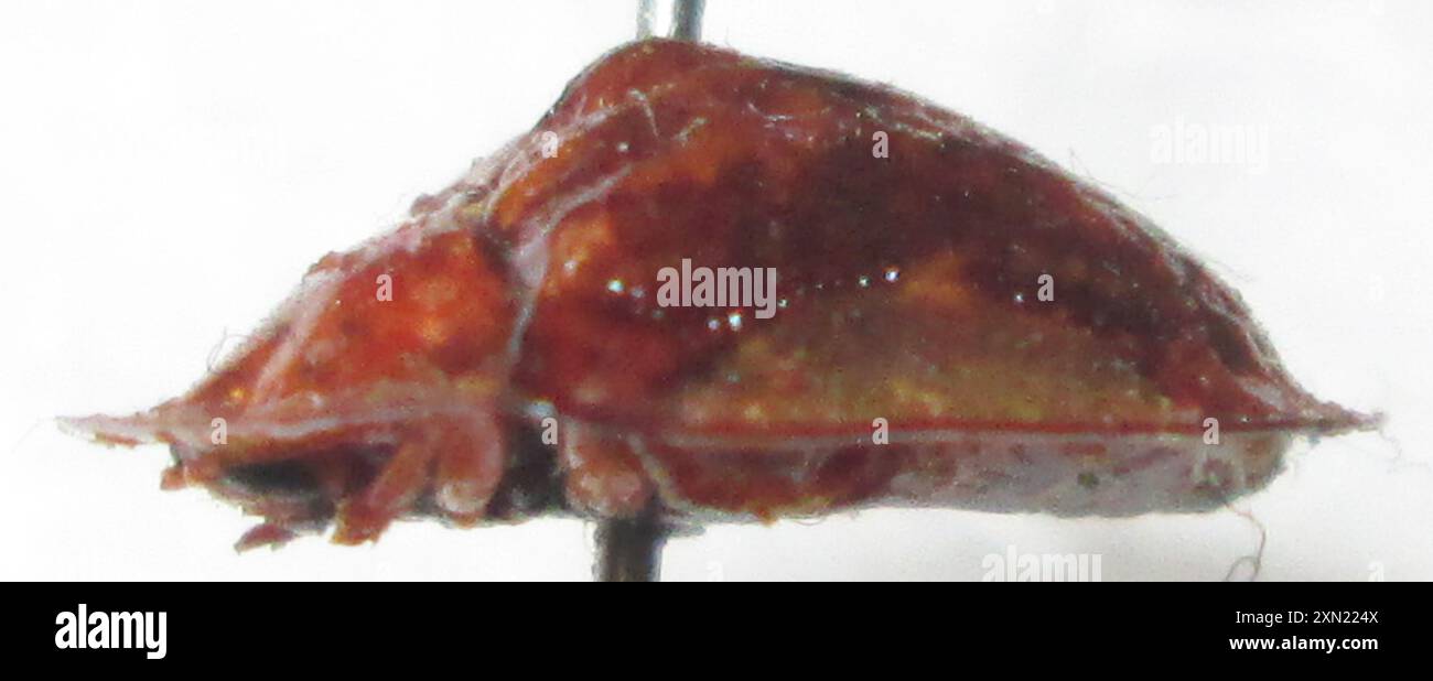 (Aspidimorpha madagascarica) Insecta Stock Photo - Alamy