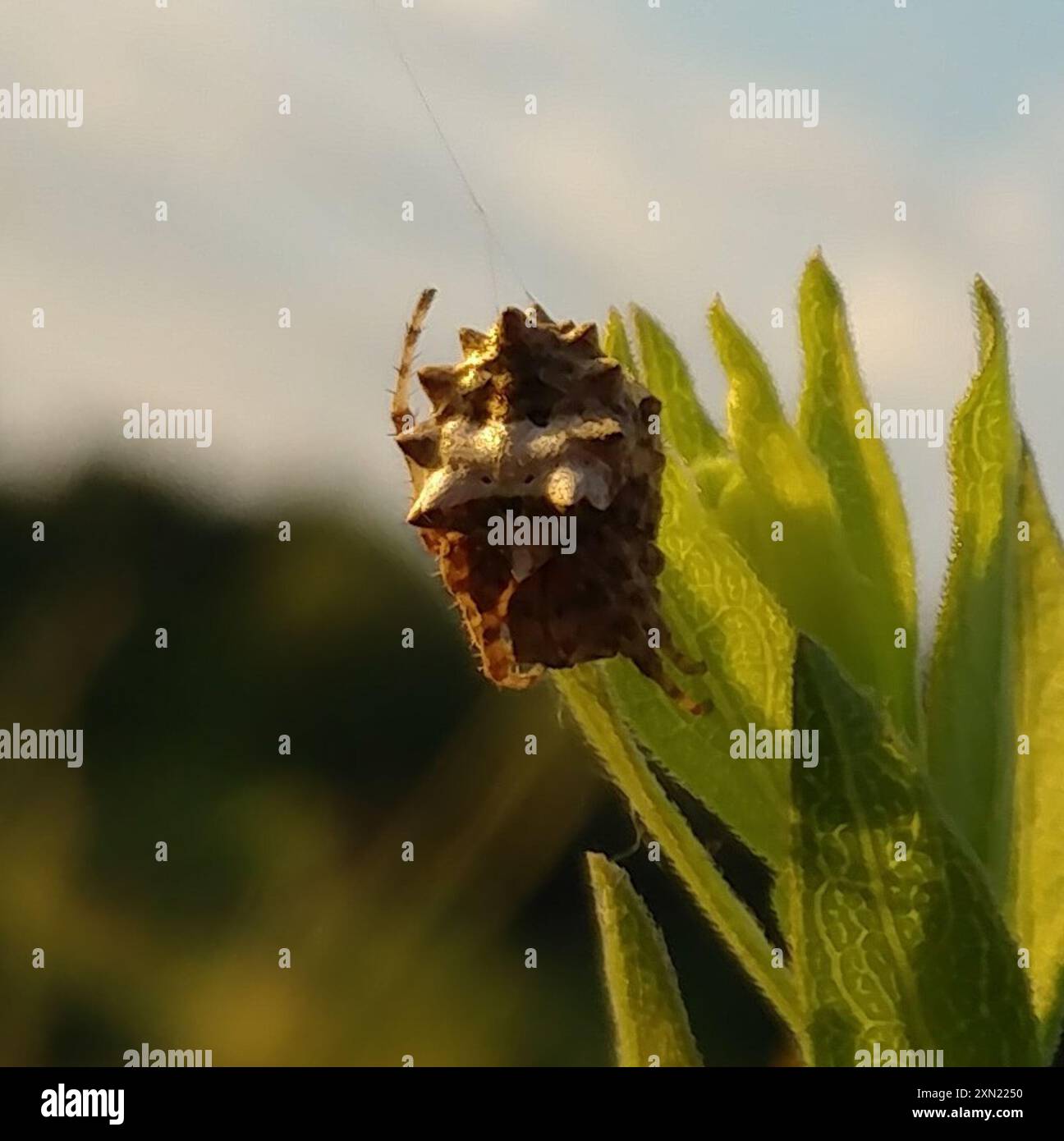 Star-bellied Orb-web Spiders (Acanthepeira) Arachnida Stock Photo - Alamy