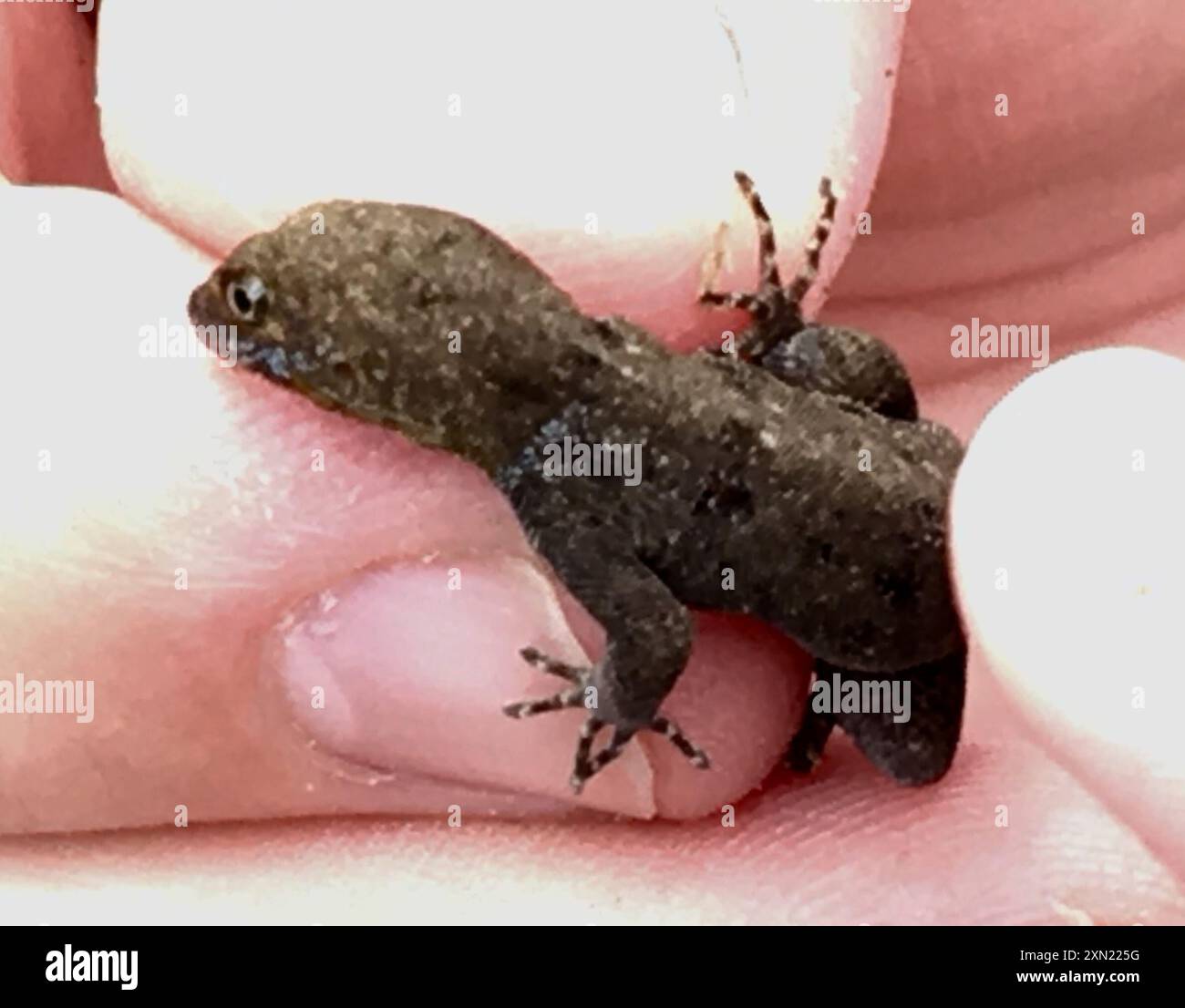 Yellow-headed Gecko (Gonatodes albogularis) Reptilia Stock Photo - Alamy
