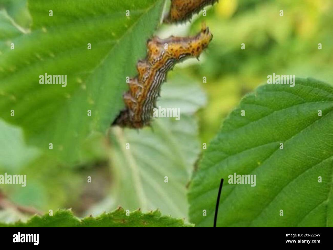 Red-humped Caterpillar Moth (Oedemasia concinna) Insecta Stock Photo ...