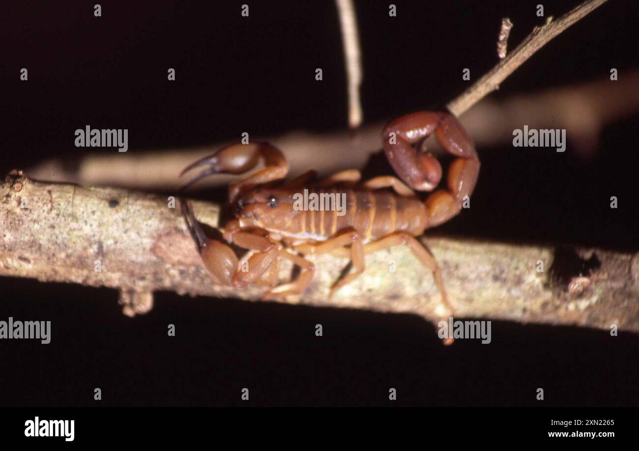 (Babycurus jacksoni) Arachnida Stock Photo - Alamy
