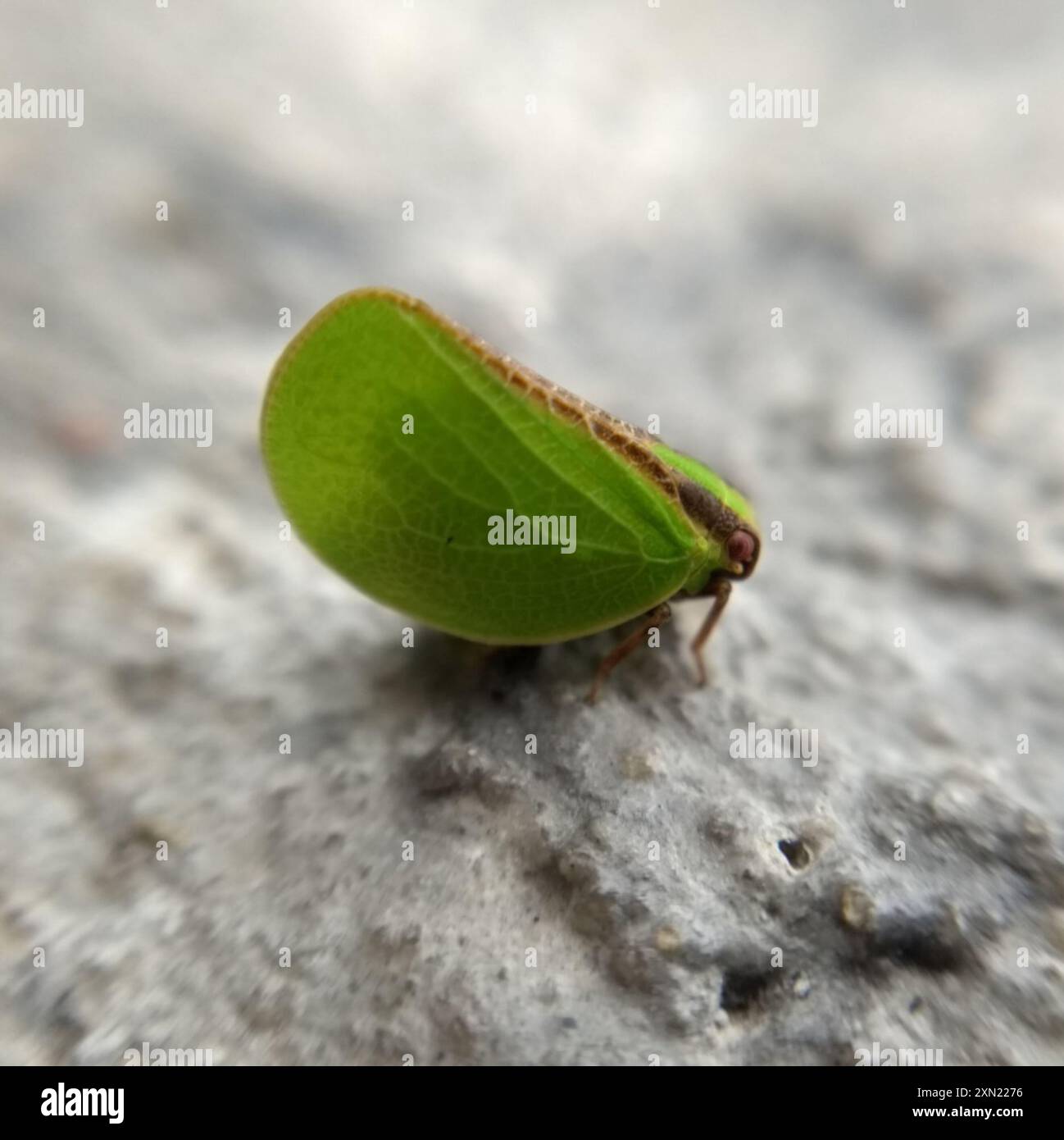 Two striped planthopper hi-res stock photography and images - Alamy
