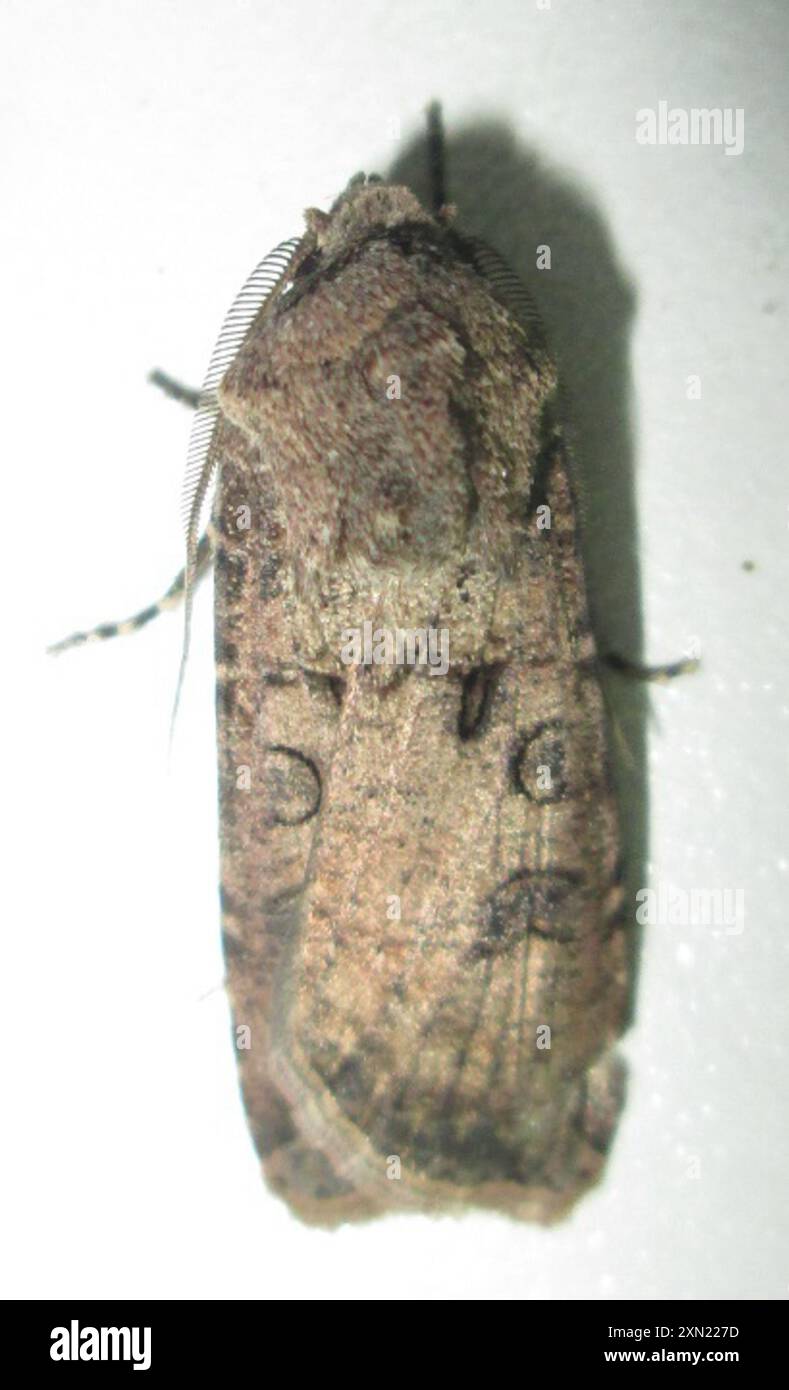 Turnip Moth (Agrotis segetum) Insecta Stock Photo - Alamy