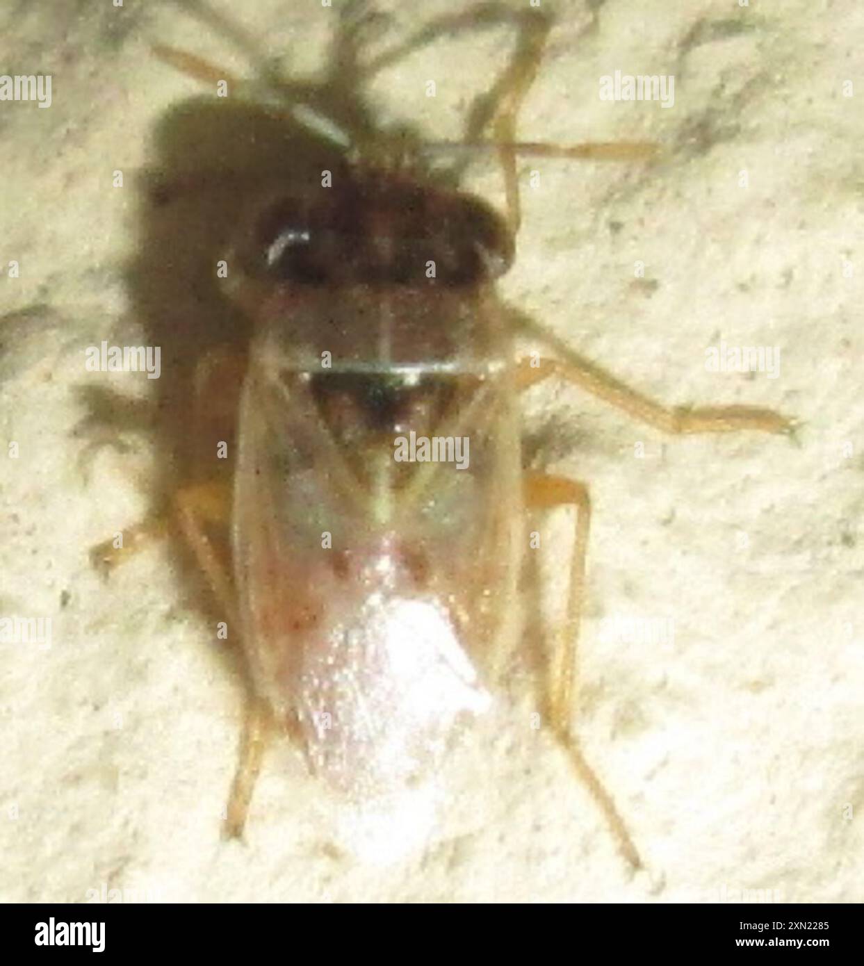 Big-eyed Bugs (Geocoridae) Insecta Stock Photo - Alamy