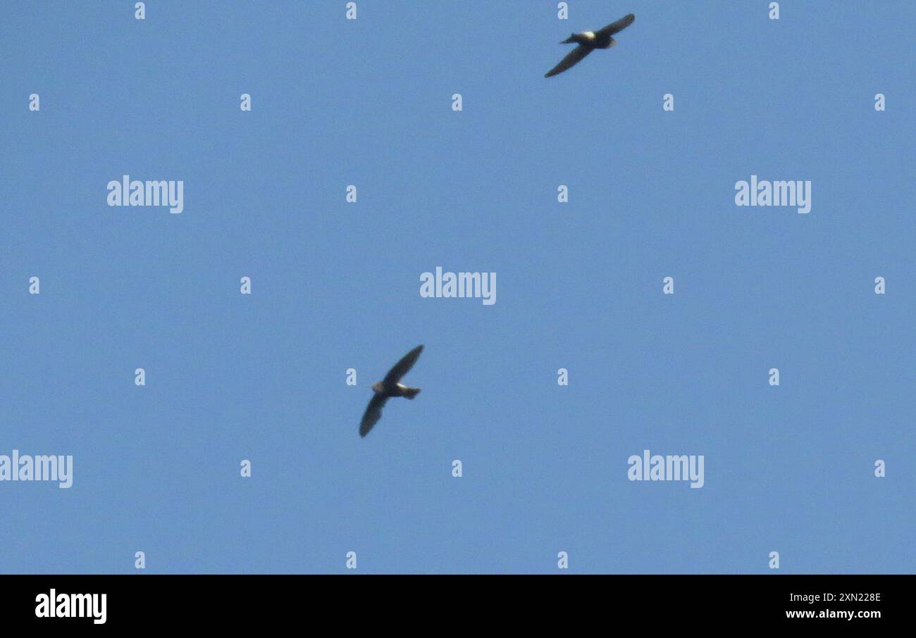 Horus Swift (Apus horus) Aves Stock Photo - Alamy