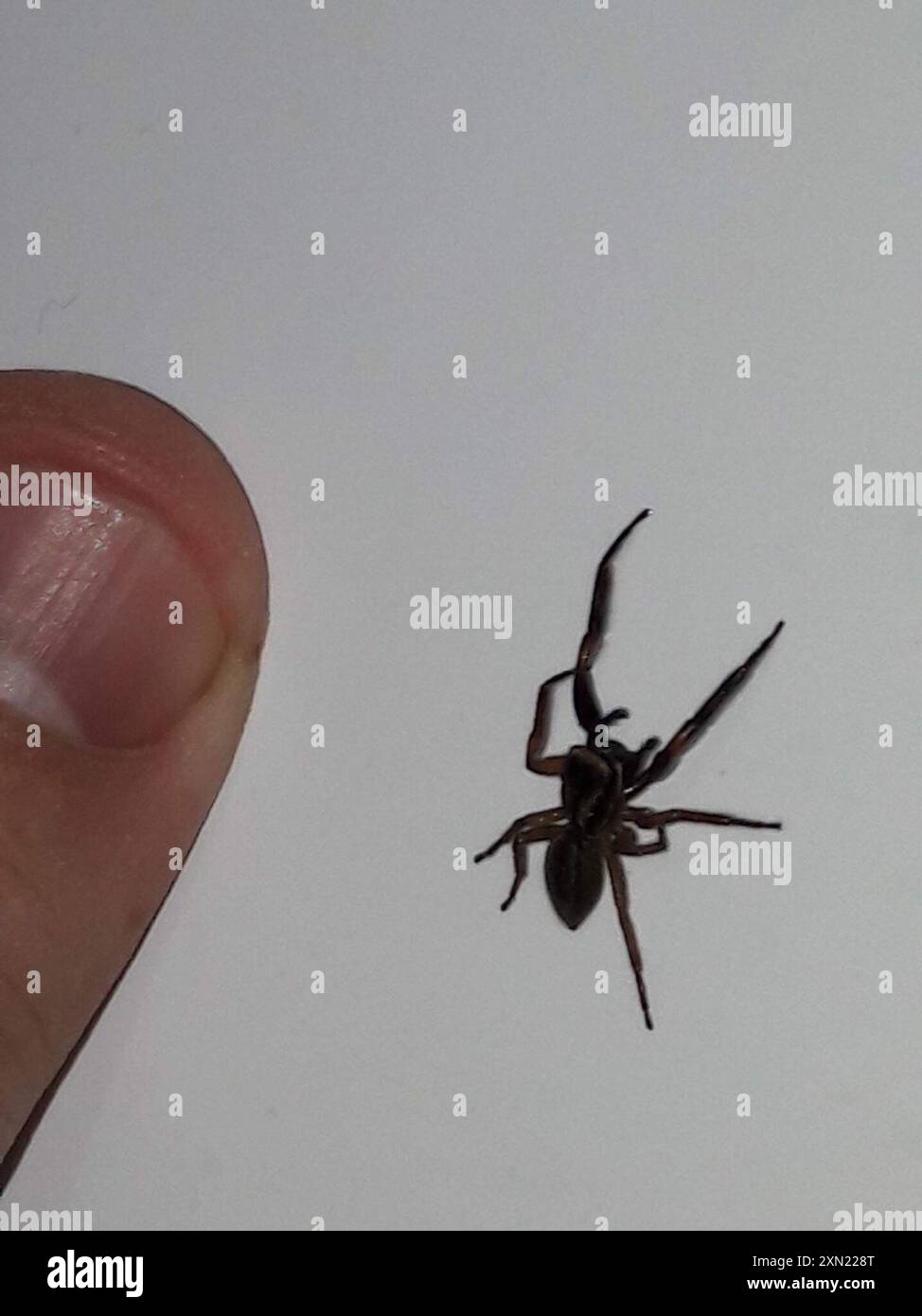 Golden-brown Jumping Spider (Trite auricoma) Arachnida Stock Photo - Alamy