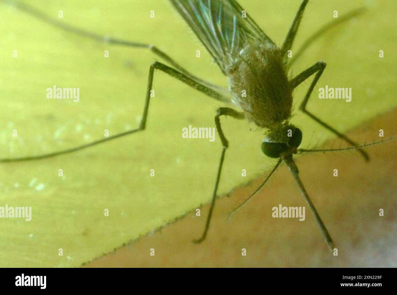 Common house mosquito (Culex pipiens) Insecta Stock Photo - Alamy