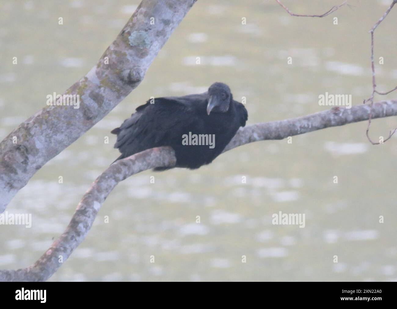 Black Vulture (Coragyps atratus) Aves Stock Photo - Alamy