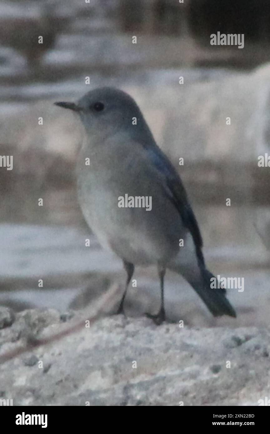 Mountain Bluebird (Sialia currucoides) Aves Stock Photo - Alamy