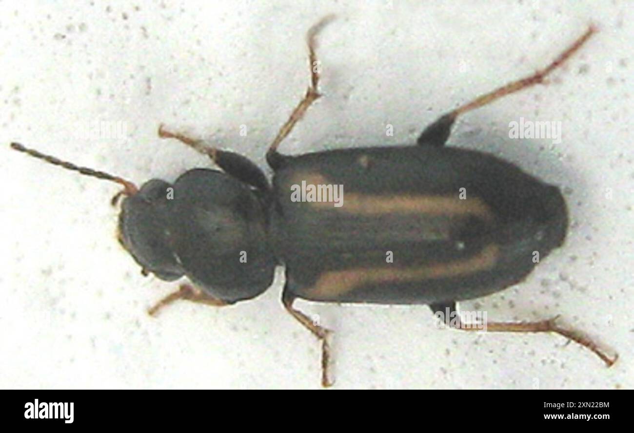 (Amblystomus orpheus) Insecta Stock Photo - Alamy