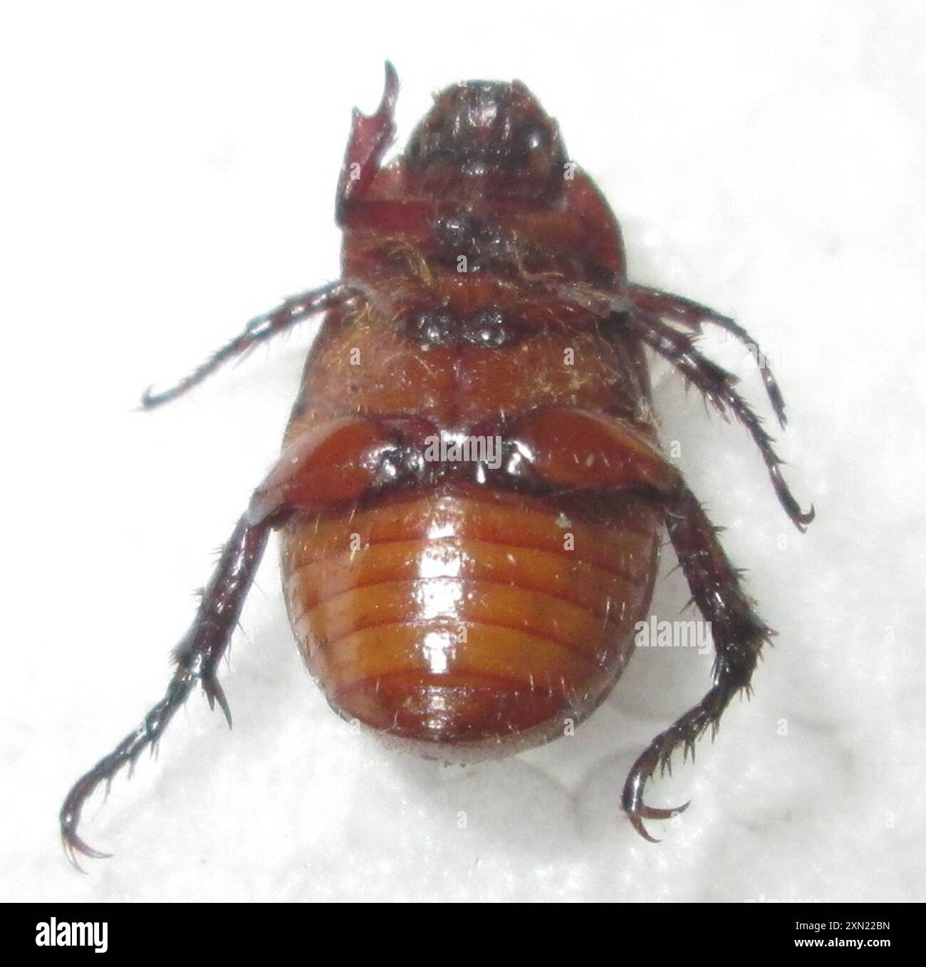 Scarabs, Stag Beetles, and Allies (Scarabaeoidea) Insecta Stock Photo ...