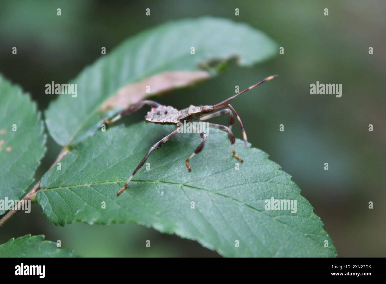 Spine-headed Bugs (Acanthocephala) Insecta Stock Photo - Alamy