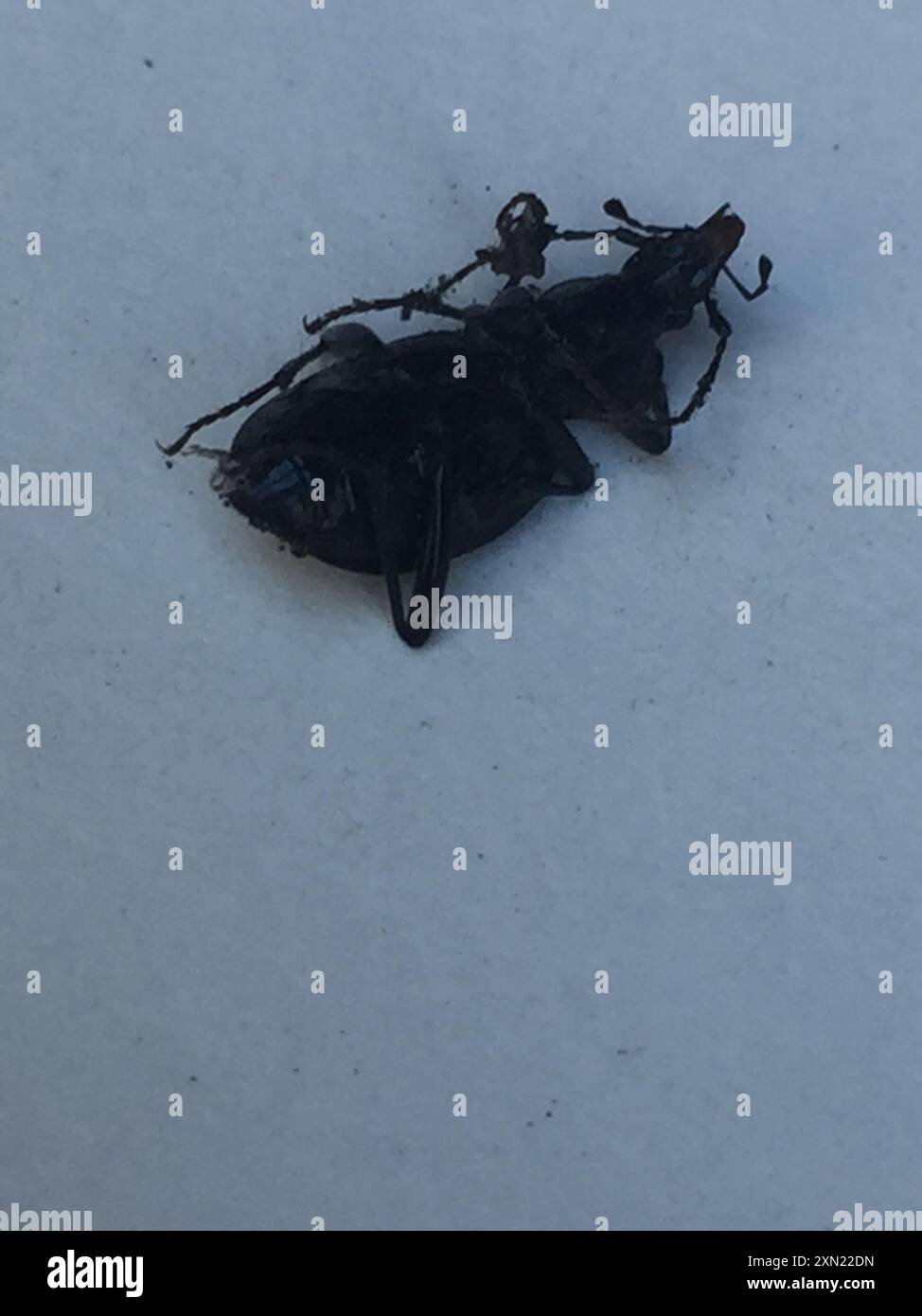 Snail-eating Beetles (Scaphinotus) Insecta Stock Photo - Alamy