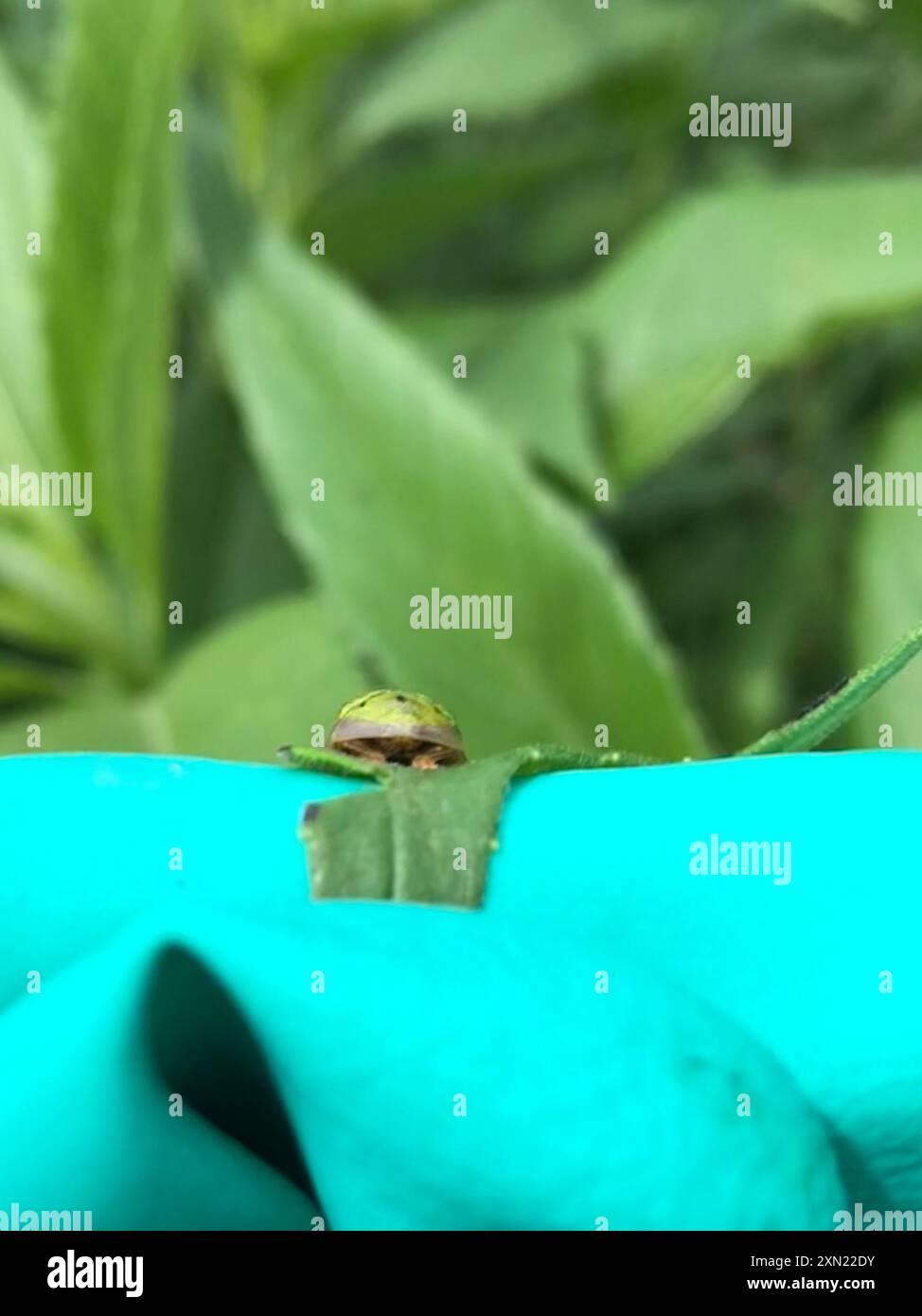 Sunflower Tortoise Beetle (Physonota helianthi) Insecta Stock Photo - Alamy