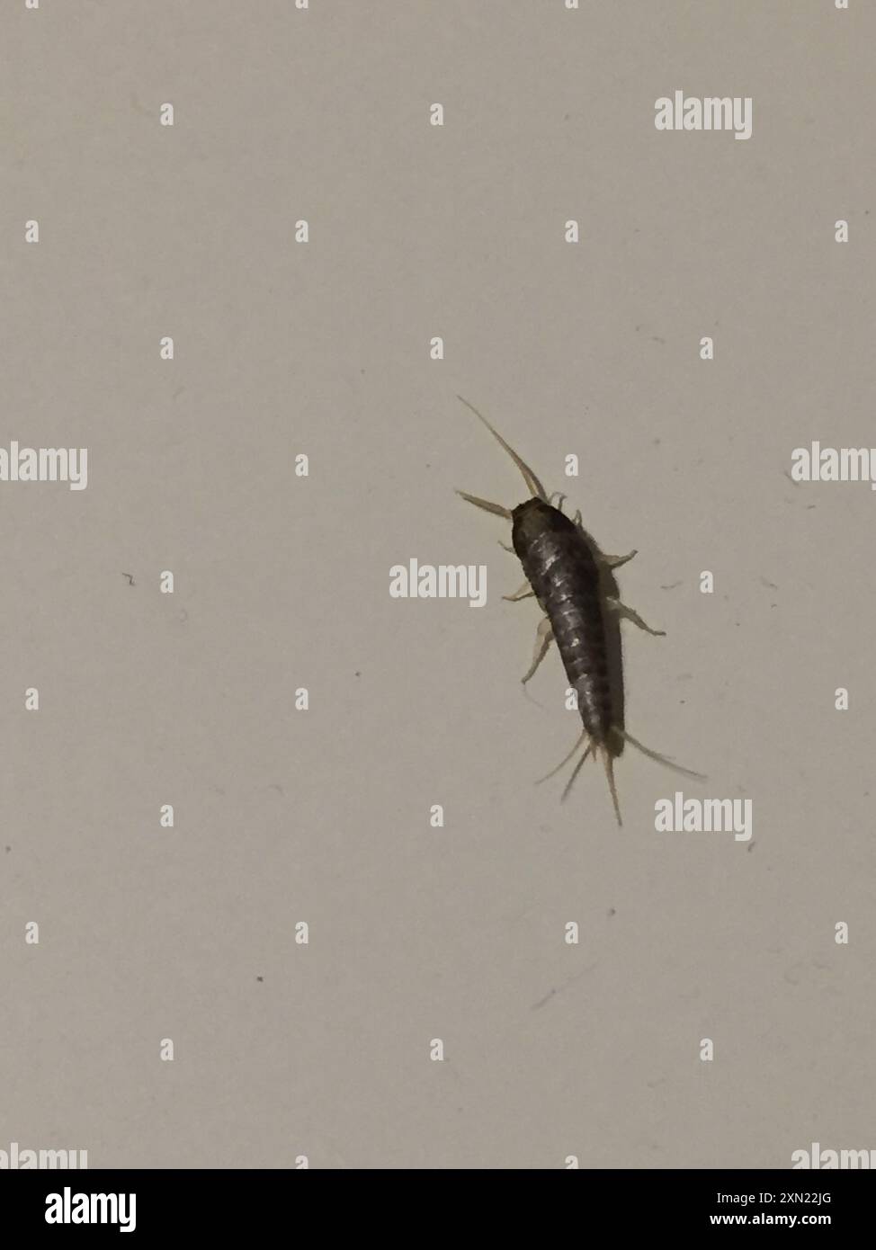 Common Silverfish (Lepisma saccharinum) Insecta Stock Photo - Alamy