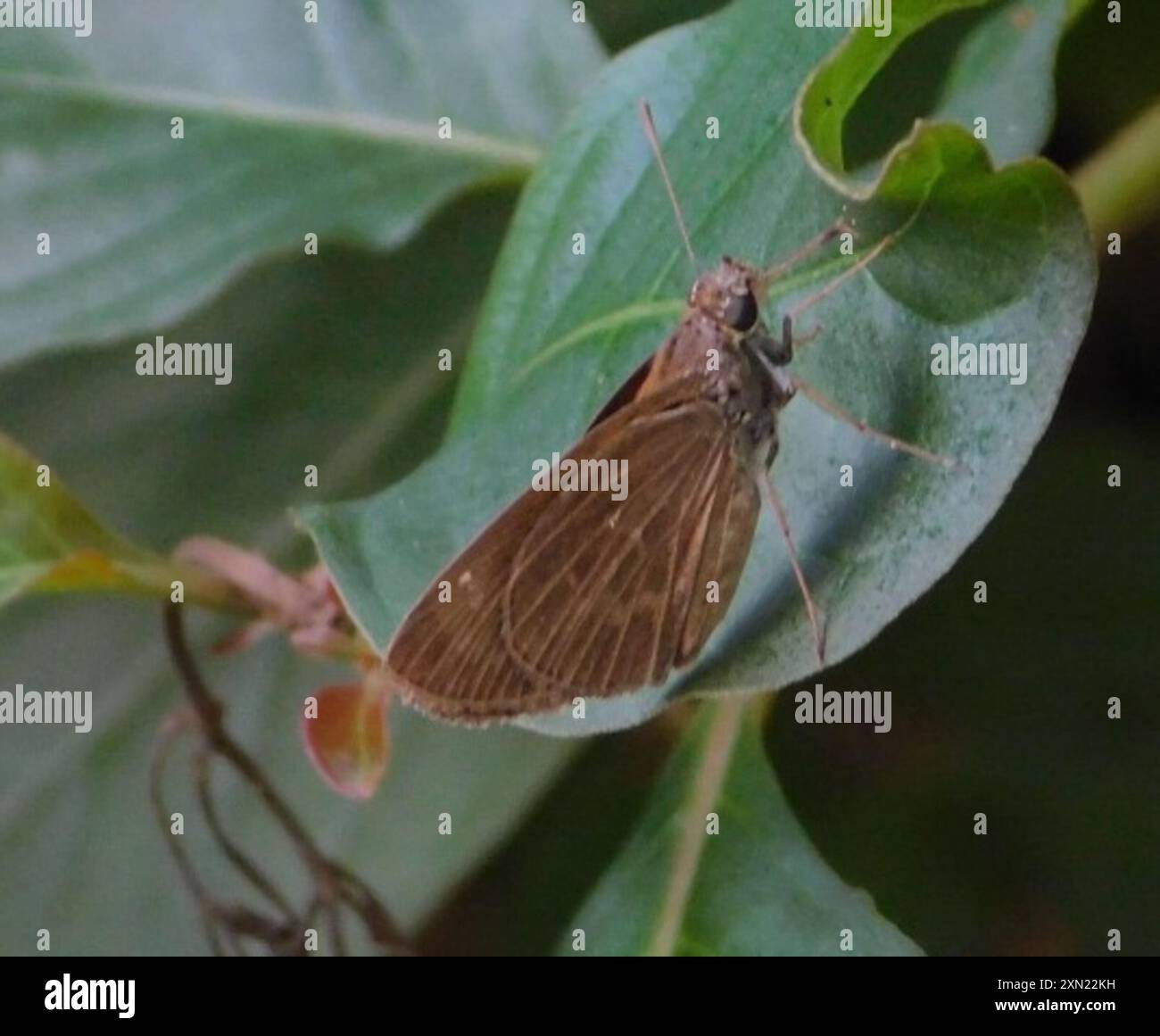 Three-spotted Skipper (Cymaenes tripunctus) Insecta Stock Photo - Alamy