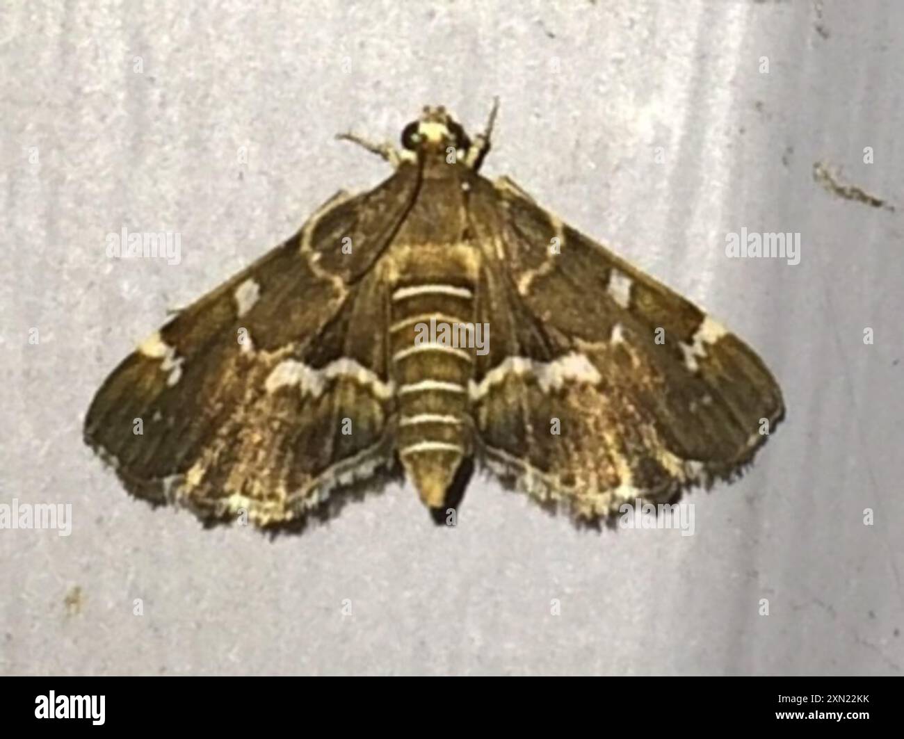 Spotted Beet Webworm Moth (Hymenia perspectalis) Insecta Stock Photo ...