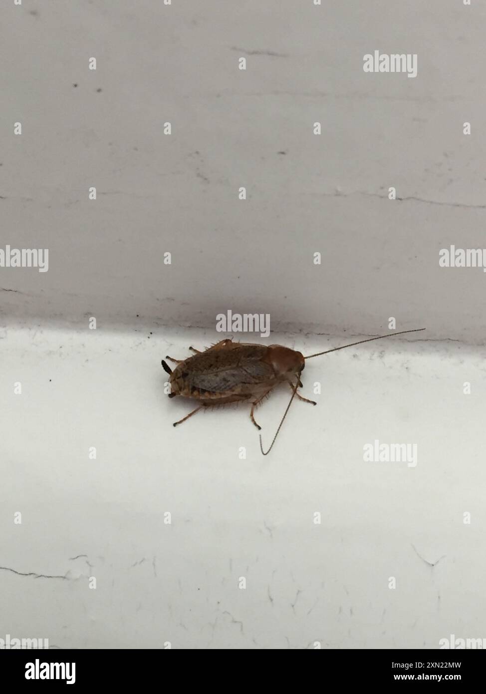 Dusky Cockroach (Ectobius lapponicus) Insecta Stock Photo - Alamy