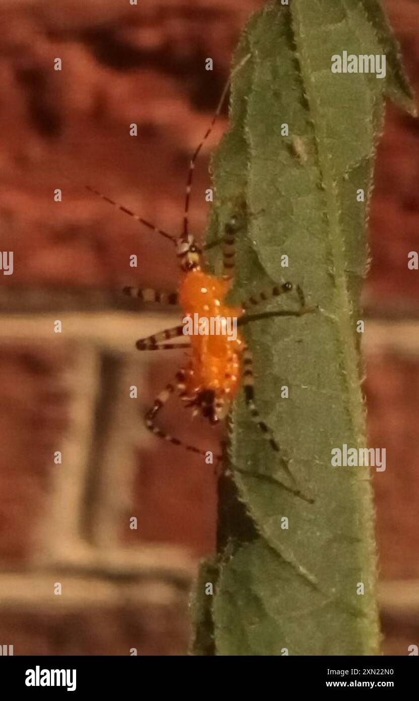 Orange Assassin Bug (Pselliopus barberi) Insecta Stock Photo - Alamy