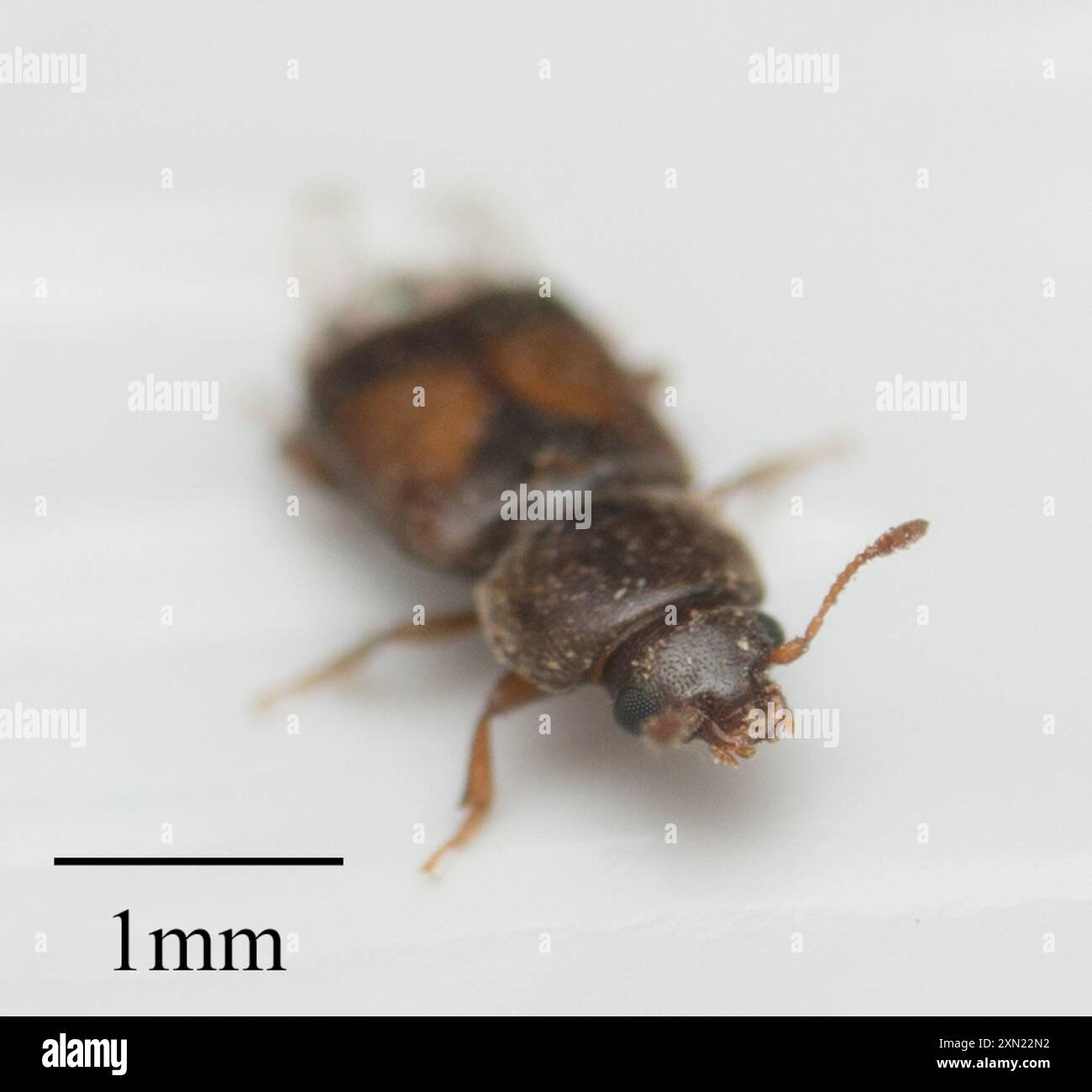 Sap-feeding Beetles (Nitidulidae) Insecta Stock Photo - Alamy