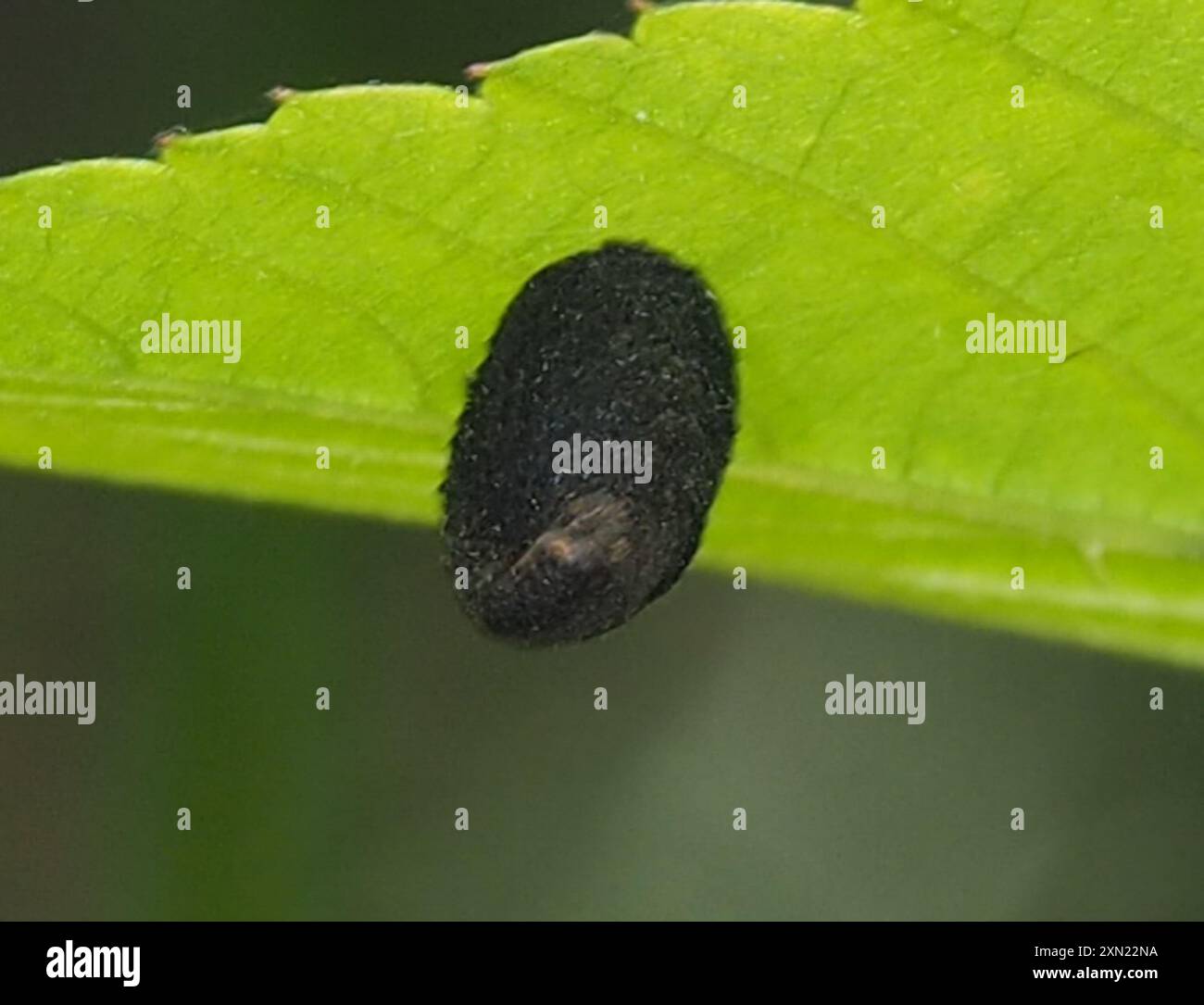 Winged and Once-winged Insects (Pterygota) Insecta Stock Photo - Alamy