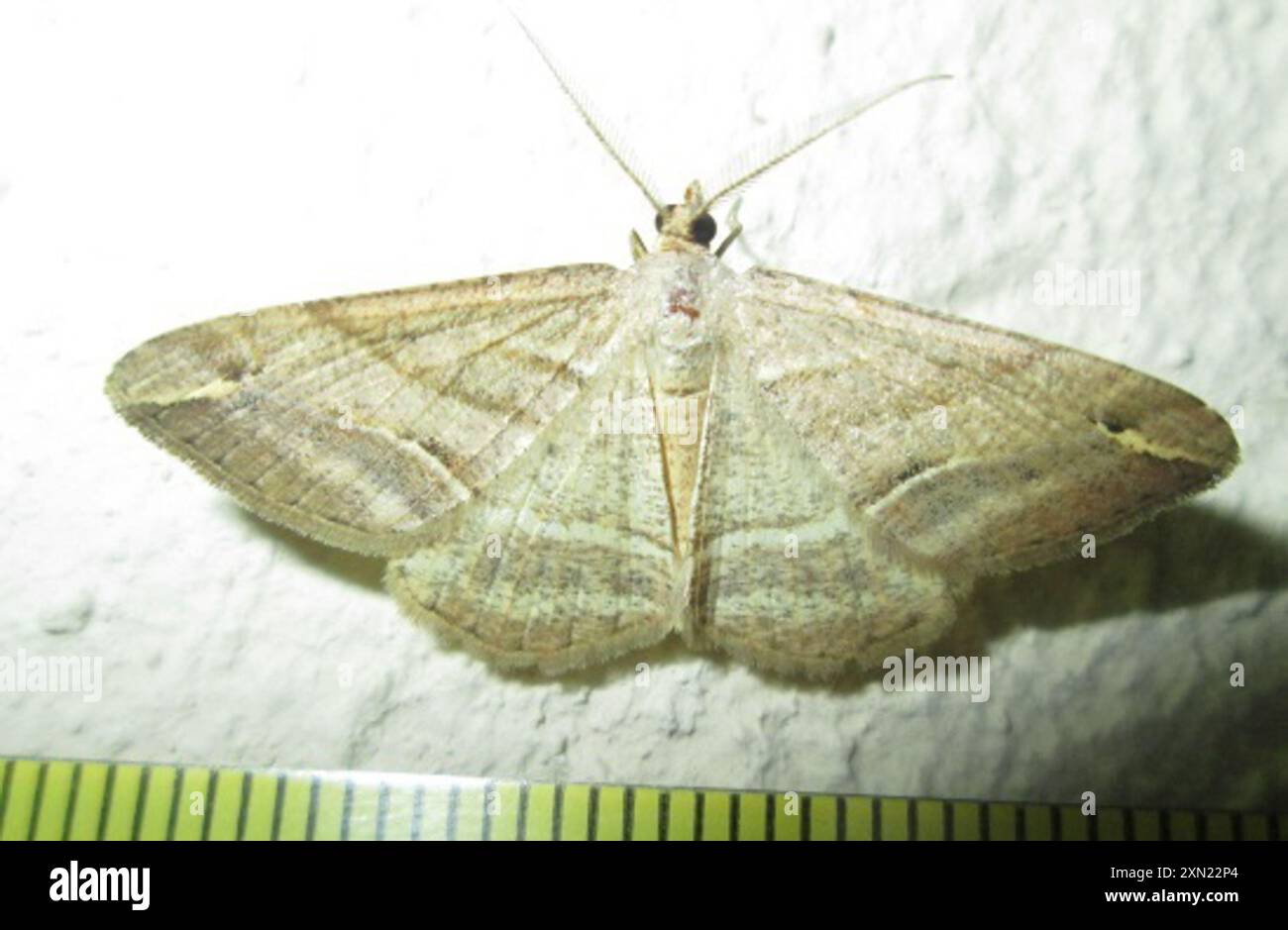 Geometer Moths (Geometridae) Insecta Stock Photo - Alamy