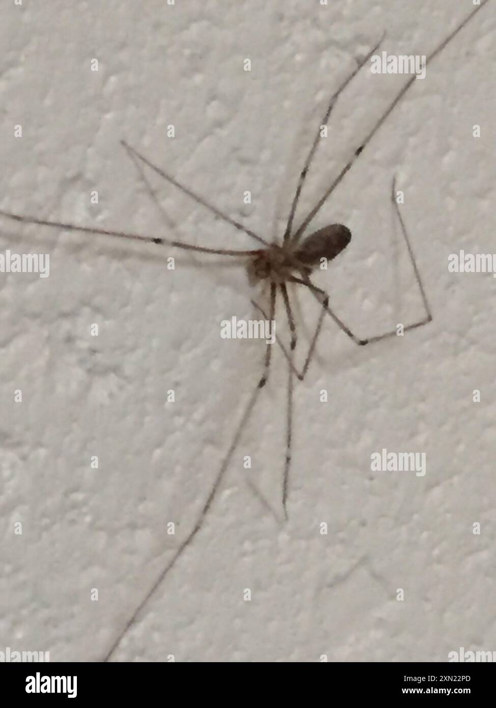 Long-bodied Cellar Spider (Pholcus phalangioides) Arachnida Stock Photo ...