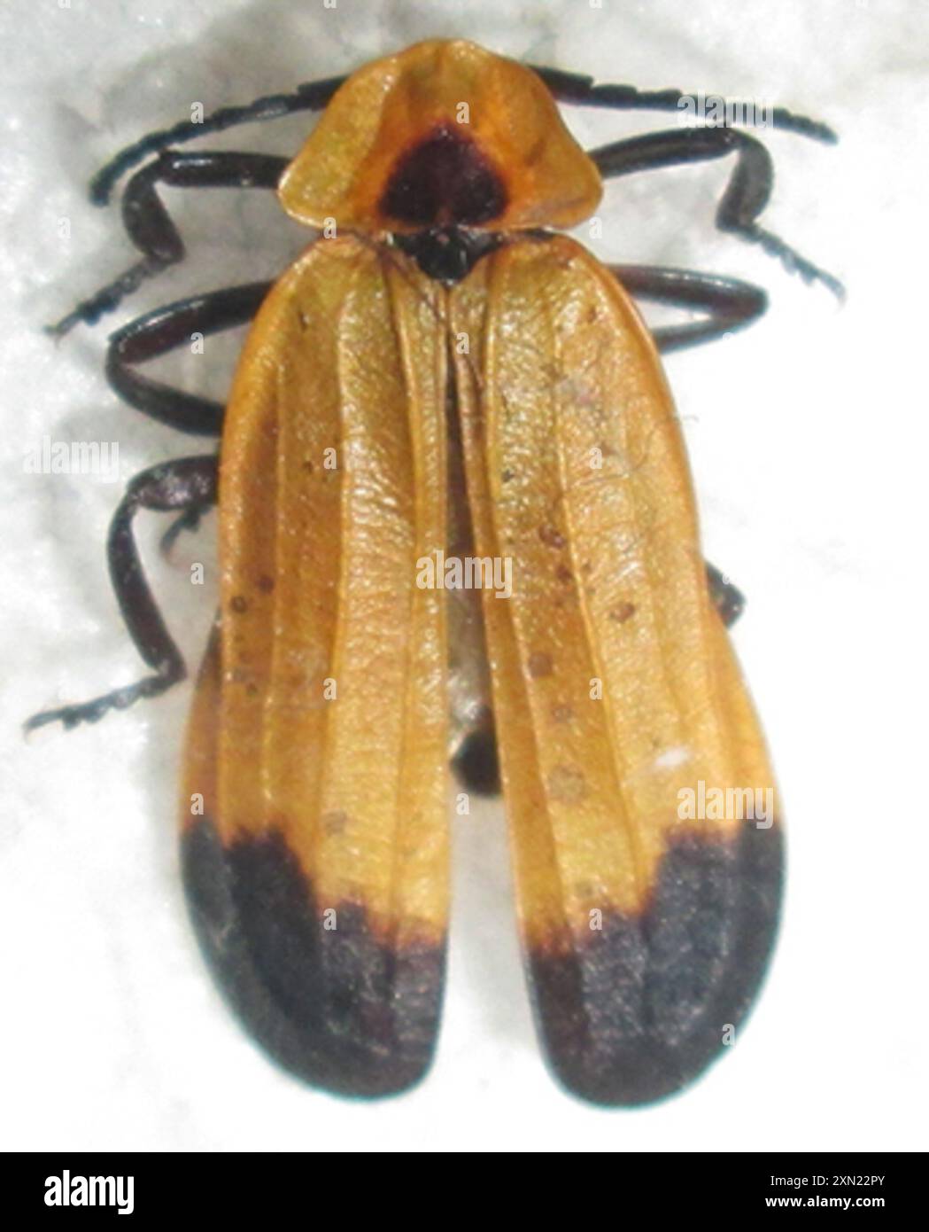 Netwing Beetles (Lycus) Insecta Stock Photo - Alamy