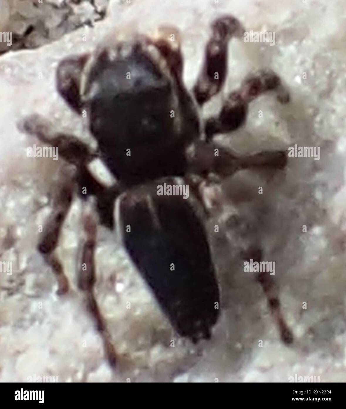 Prószynski's Peacock Spider (Maratus proszynskii) Arachnida Stock Photo ...