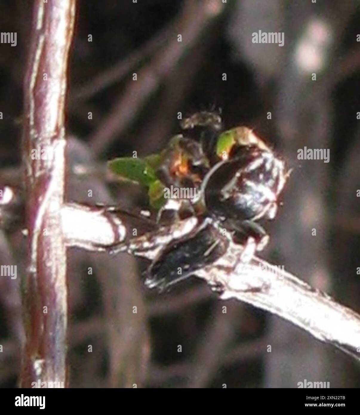 Prószynski's Peacock Spider (Maratus proszynskii) Arachnida Stock Photo ...