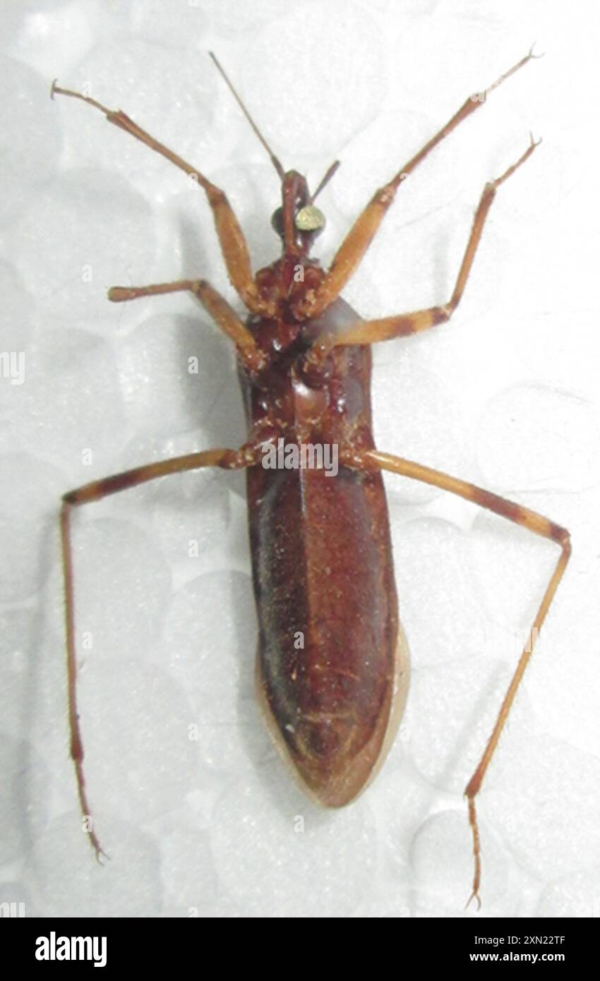 (Reduvius tarsatus) Insecta Stock Photo - Alamy